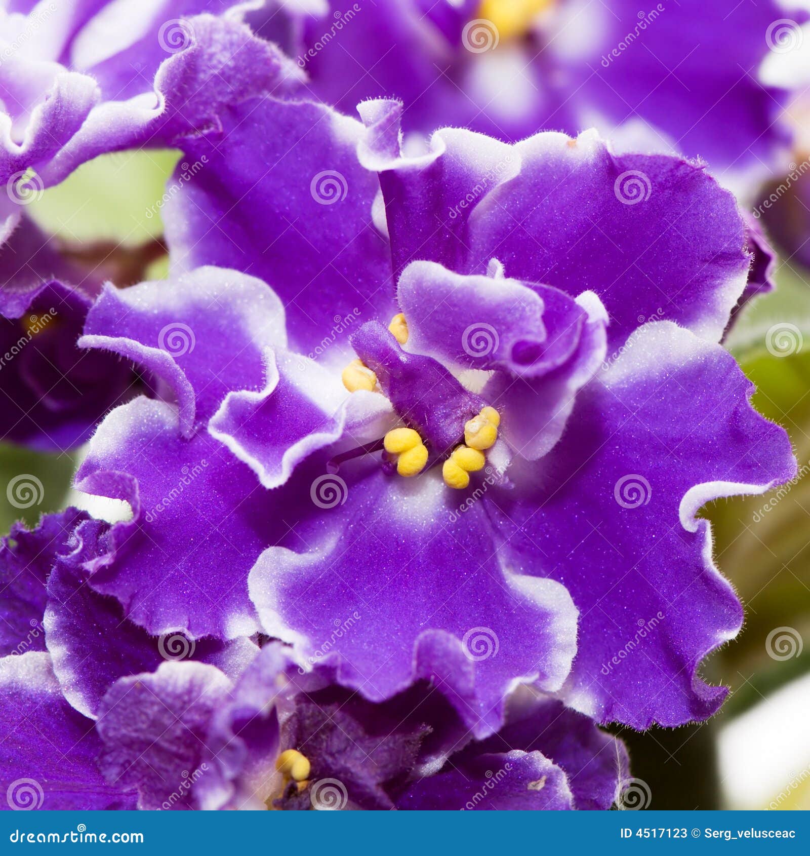 Beautiful violet stock image. Image of delicate, leisure - 4517123