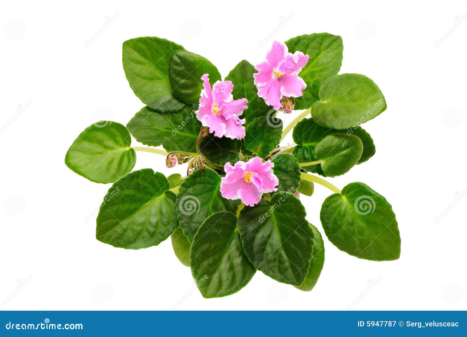 Beautiful violet stock image. Image of beautiful, flores - 5947787