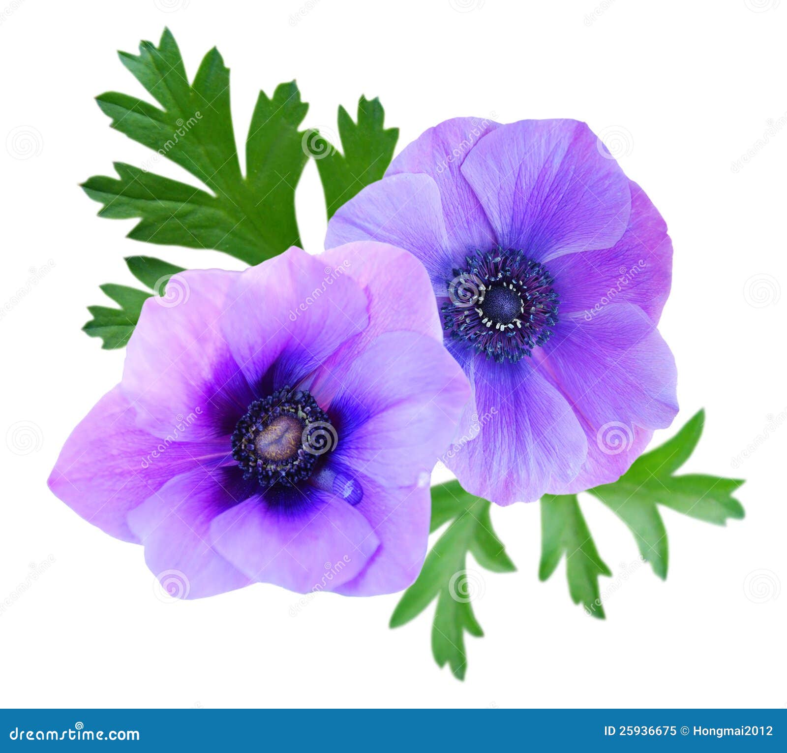 Beautiful Violet Anemone Flower Stock Image - Image of isolated, flora ...