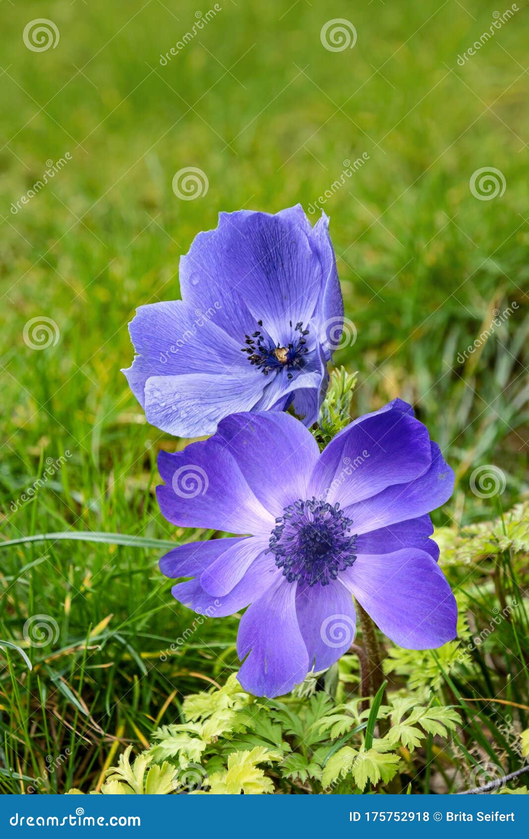 Beautiful Violet Blue Anemone Flowers in the Springtime Stock Photo ...