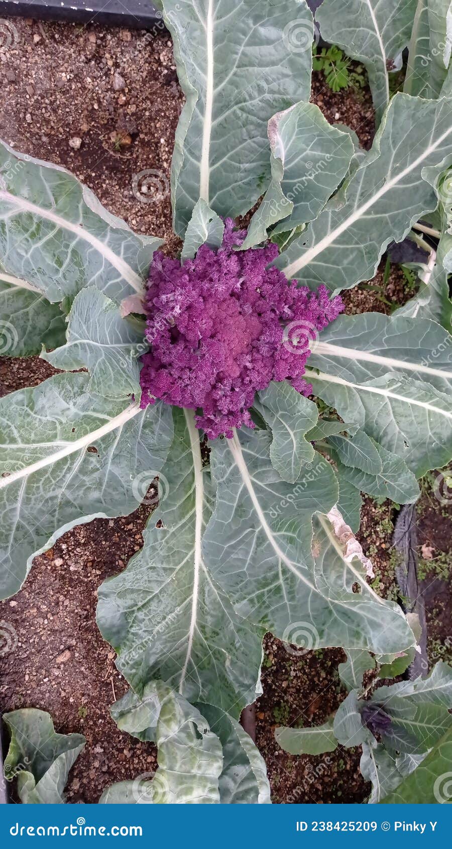 Beautiful Violet Cauliflower Stock Image - Image of shrub, beautiful ...