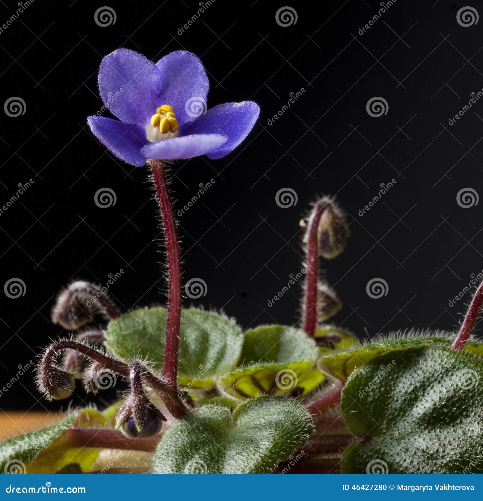 Beautiful violet close up. stock photo. Image of green - 46427280