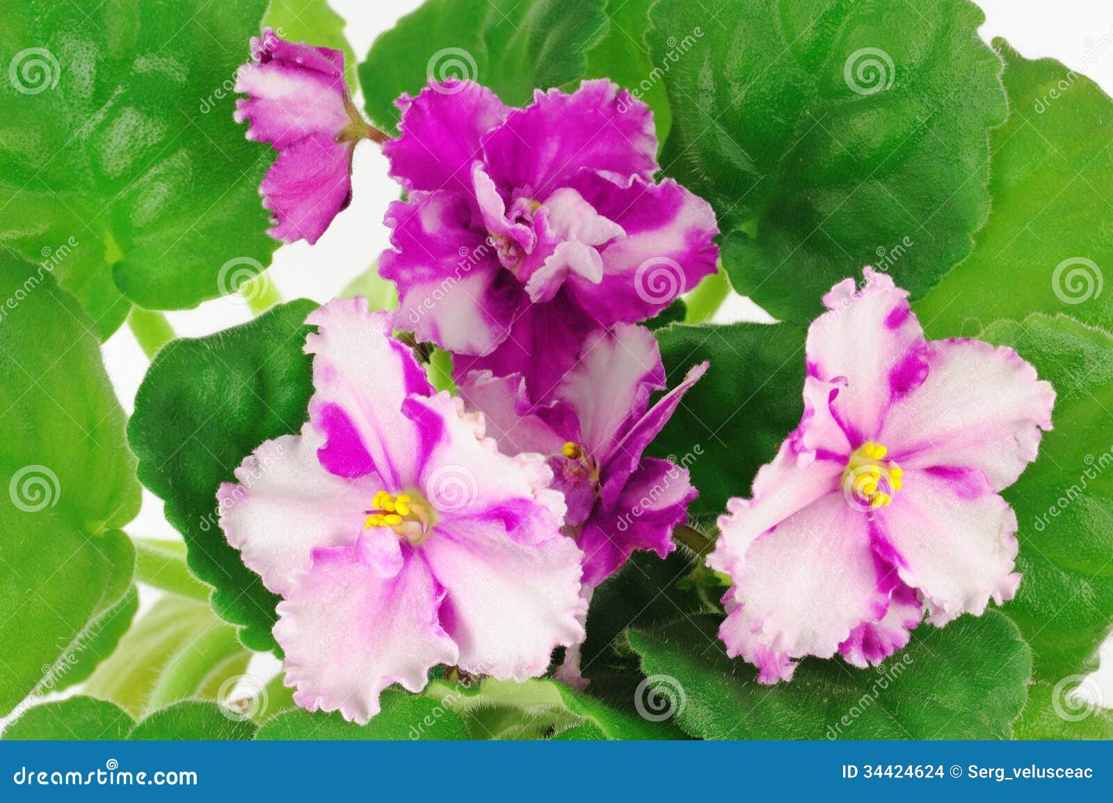 Beautiful violet stock photo. Image of bright, flowers - 34424624