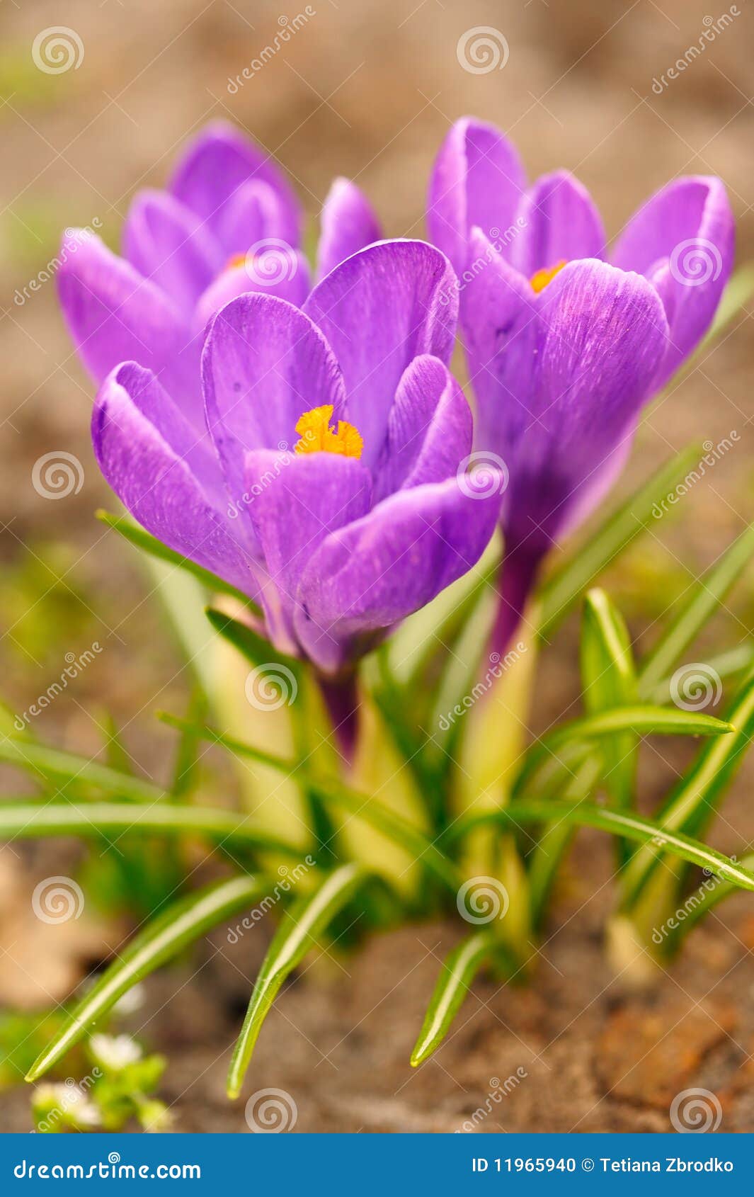 Beautiful Violet Color Of Queen`s Crape Myrtle Flower On Blurred ...