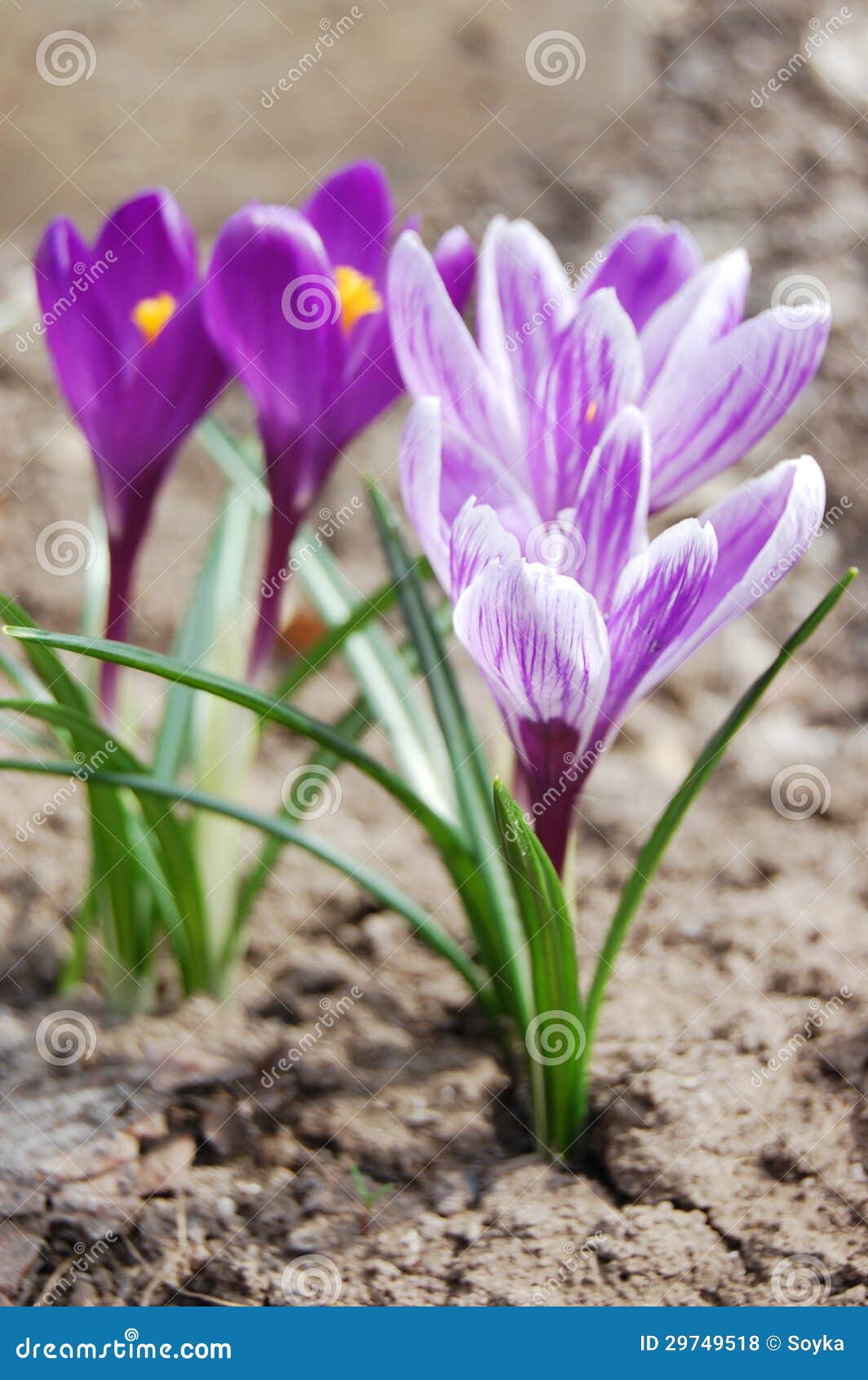 Beautiful violet crocus stock photo. Image of stem, decoration - 29749518