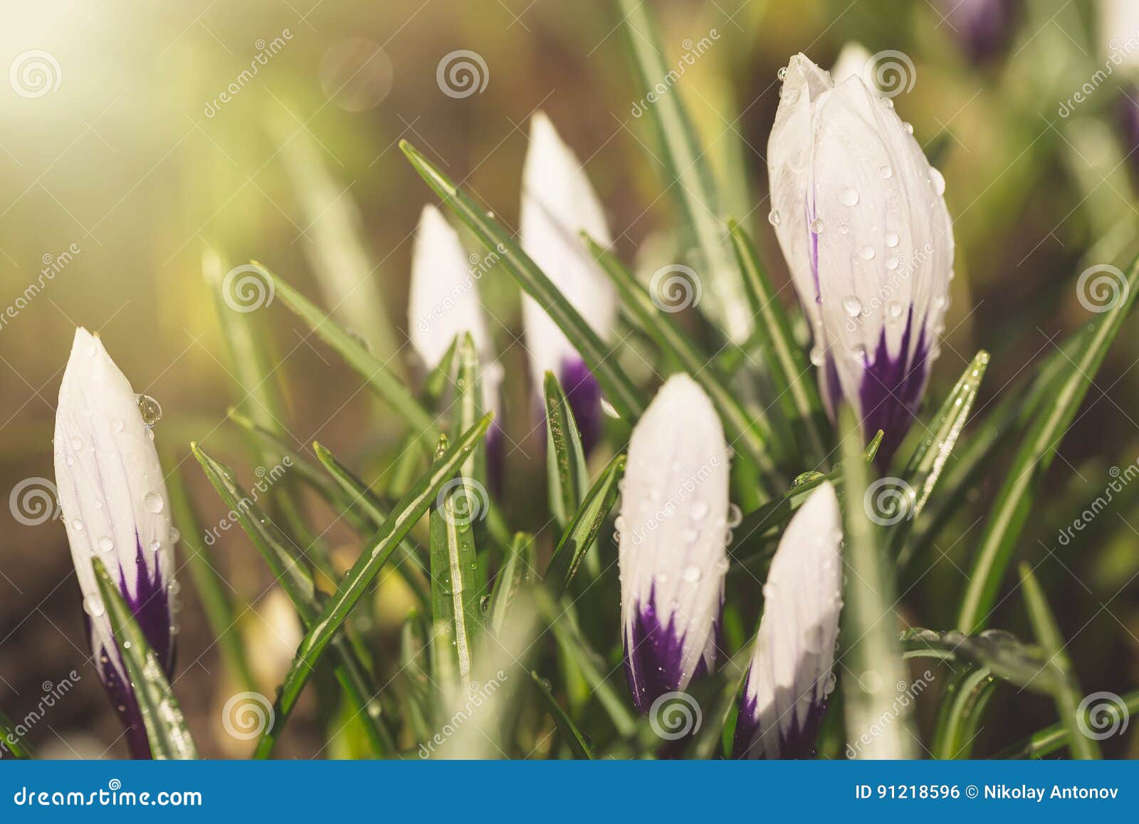 Beautiful Violet Crocus Flower with Water Drops after Rain. Selective ...