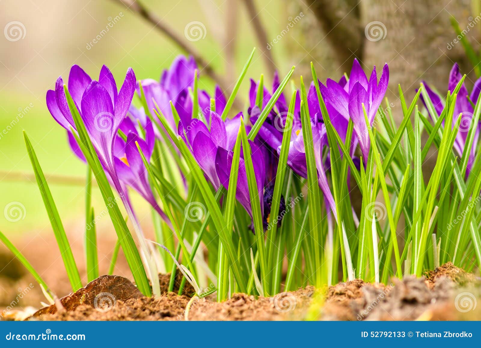 Beautiful violet crocuses stock image. Image of group - 52792133