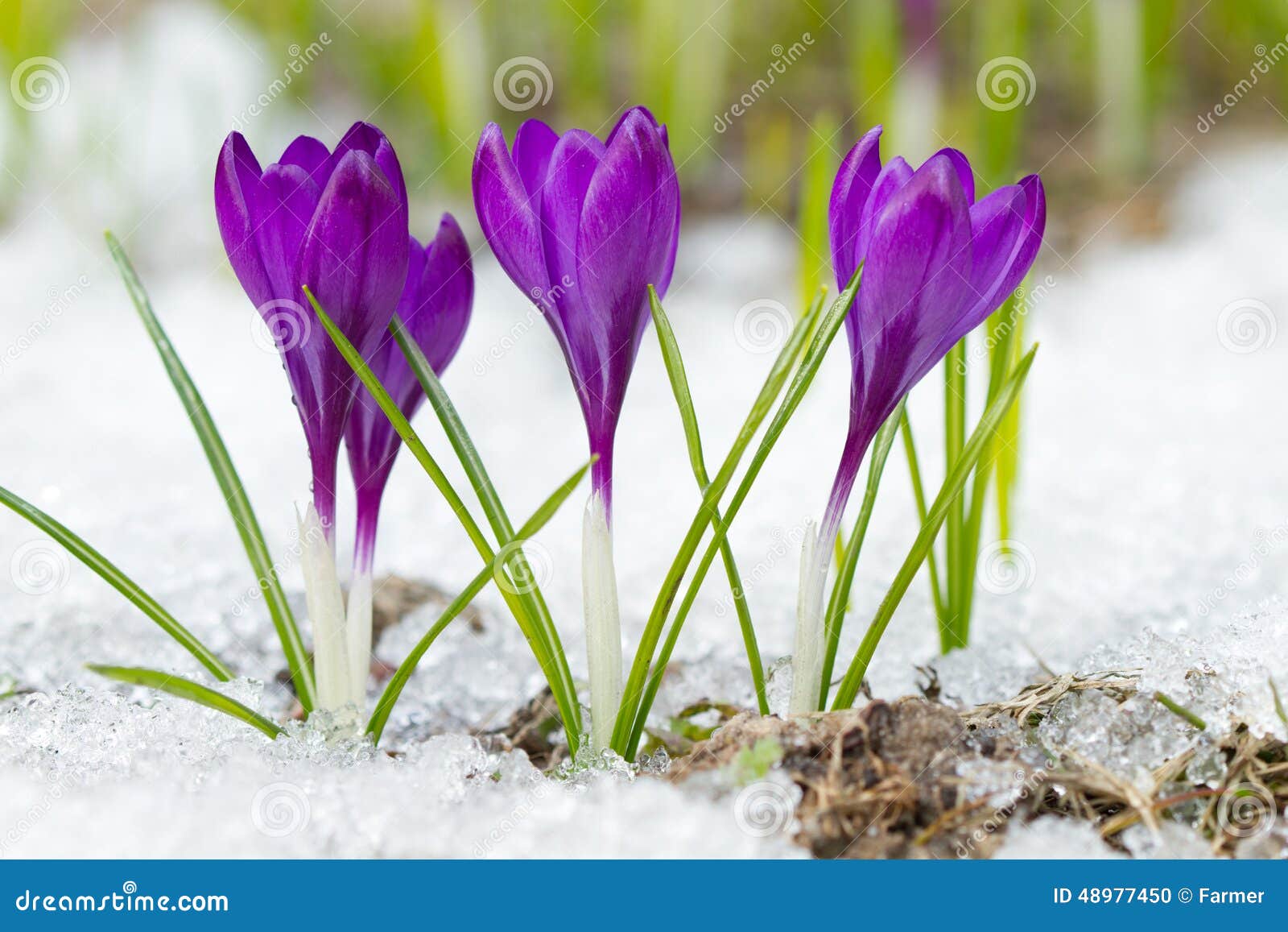 Beautiful violet crocuses stock photo. Image of meadow - 48977450