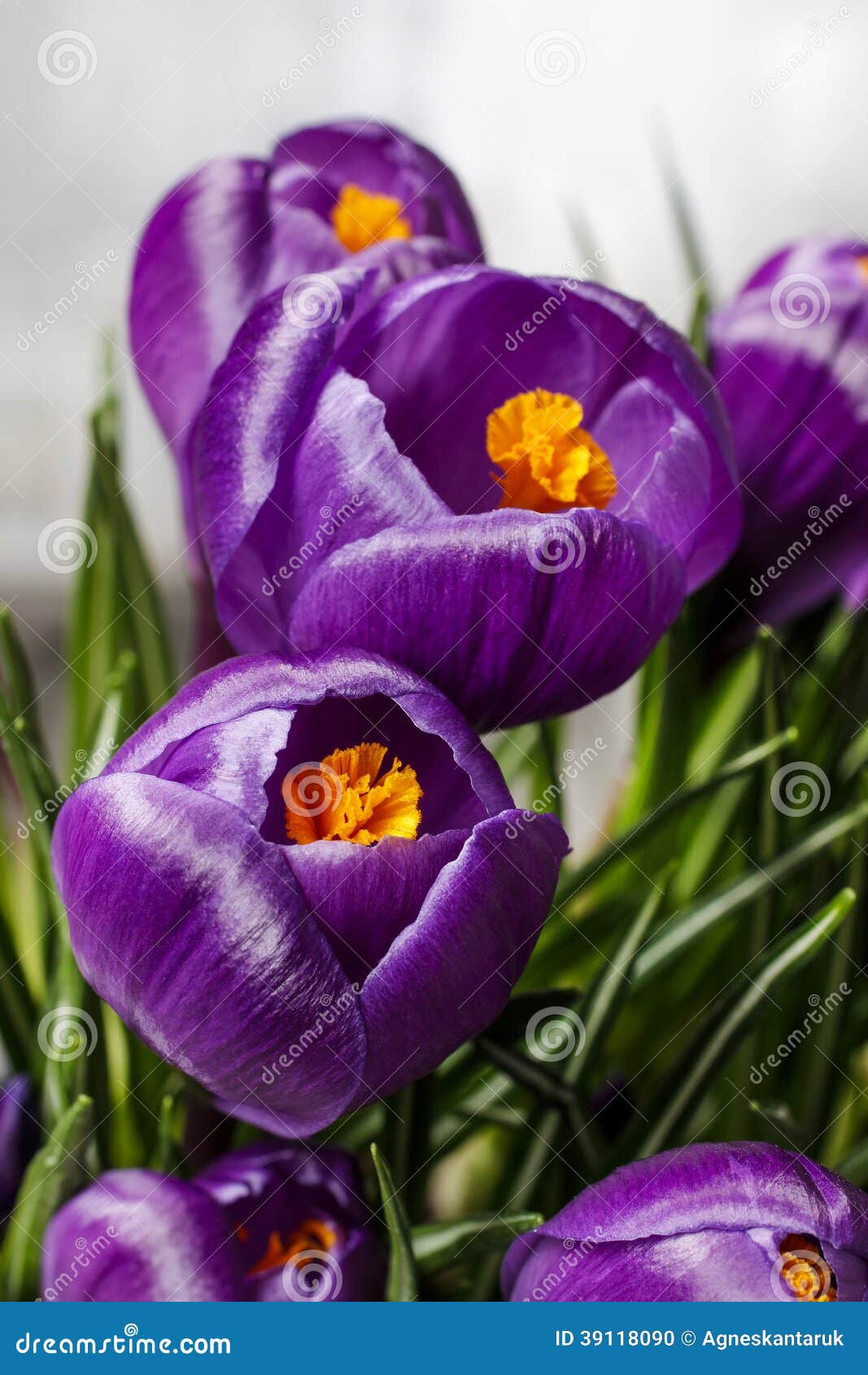 Beautiful violet crocuses stock photo. Image of board - 39118090
