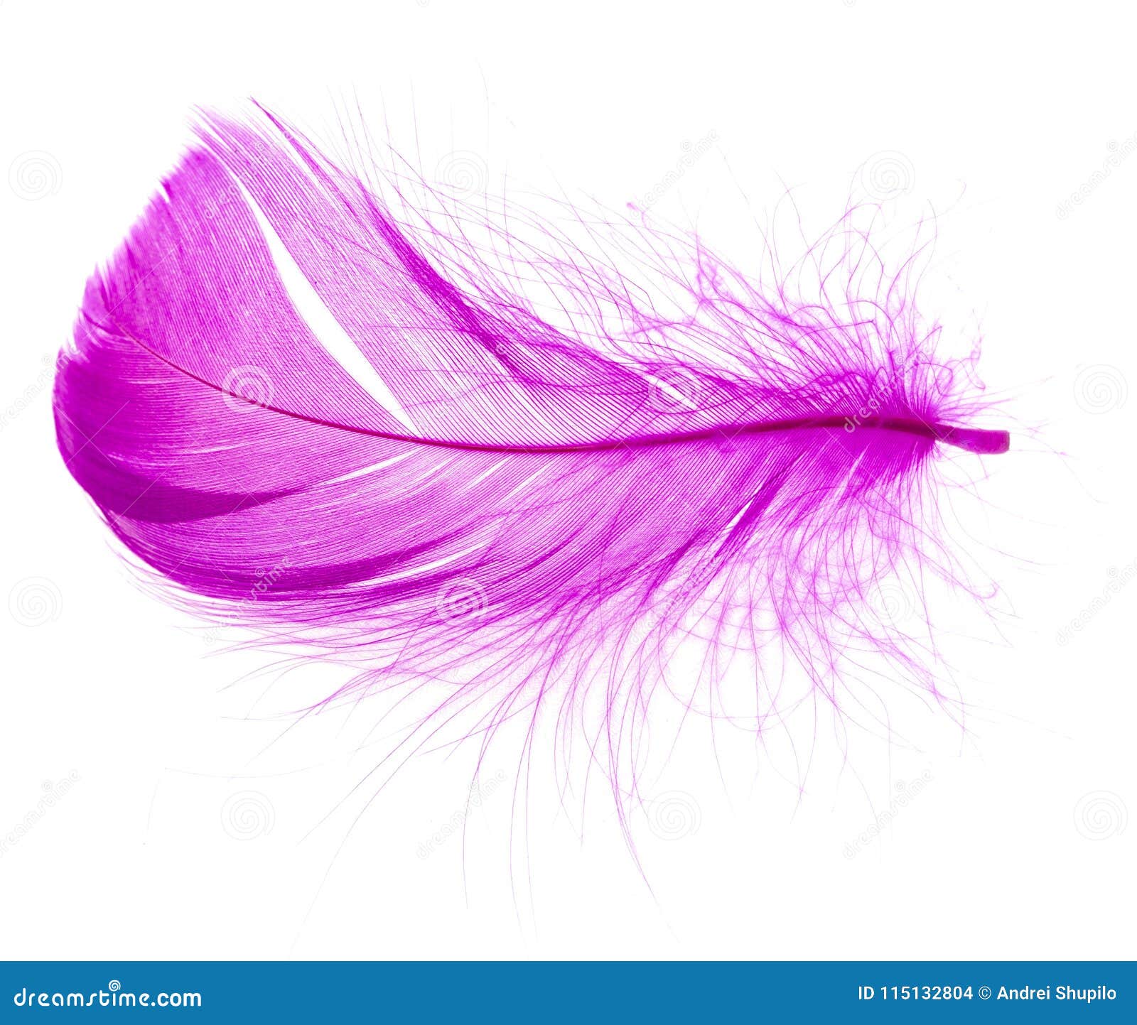 Violet Feather on a White Background Stock Photo - Image of pattern ...