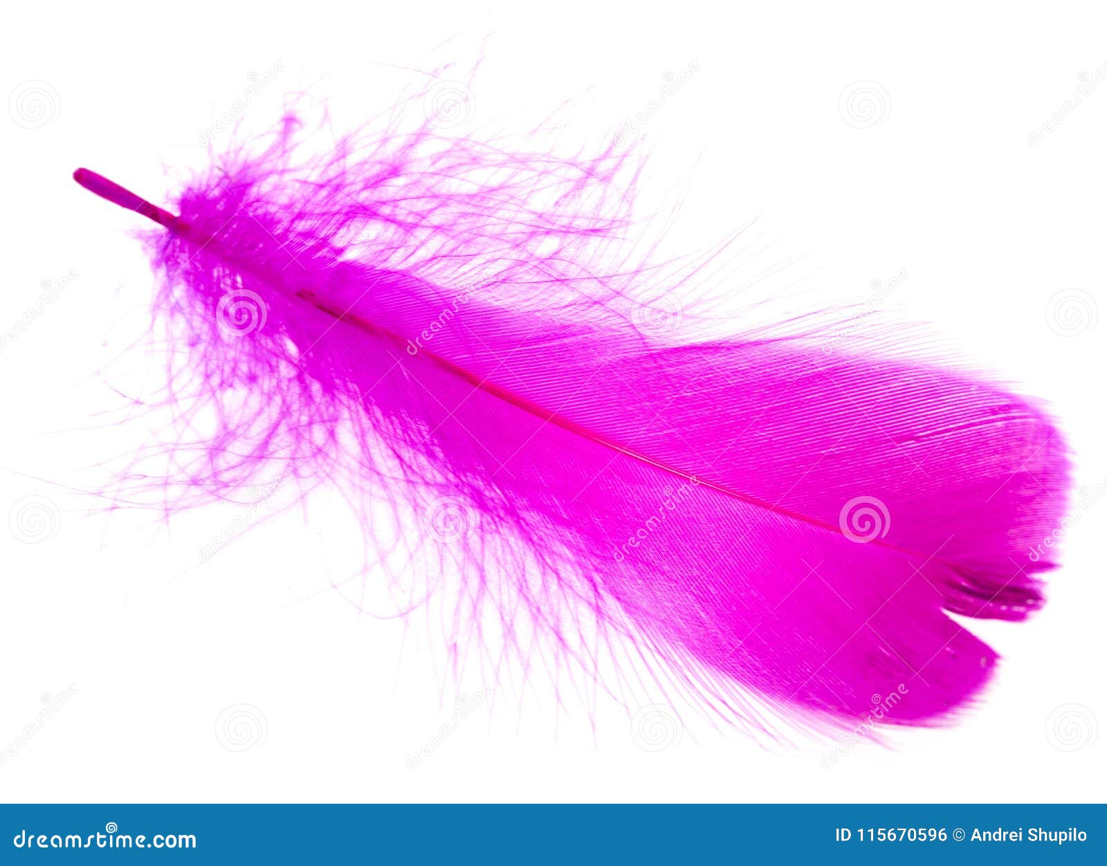 Violet Feather on a White Background Stock Photo - Image of soft, white ...