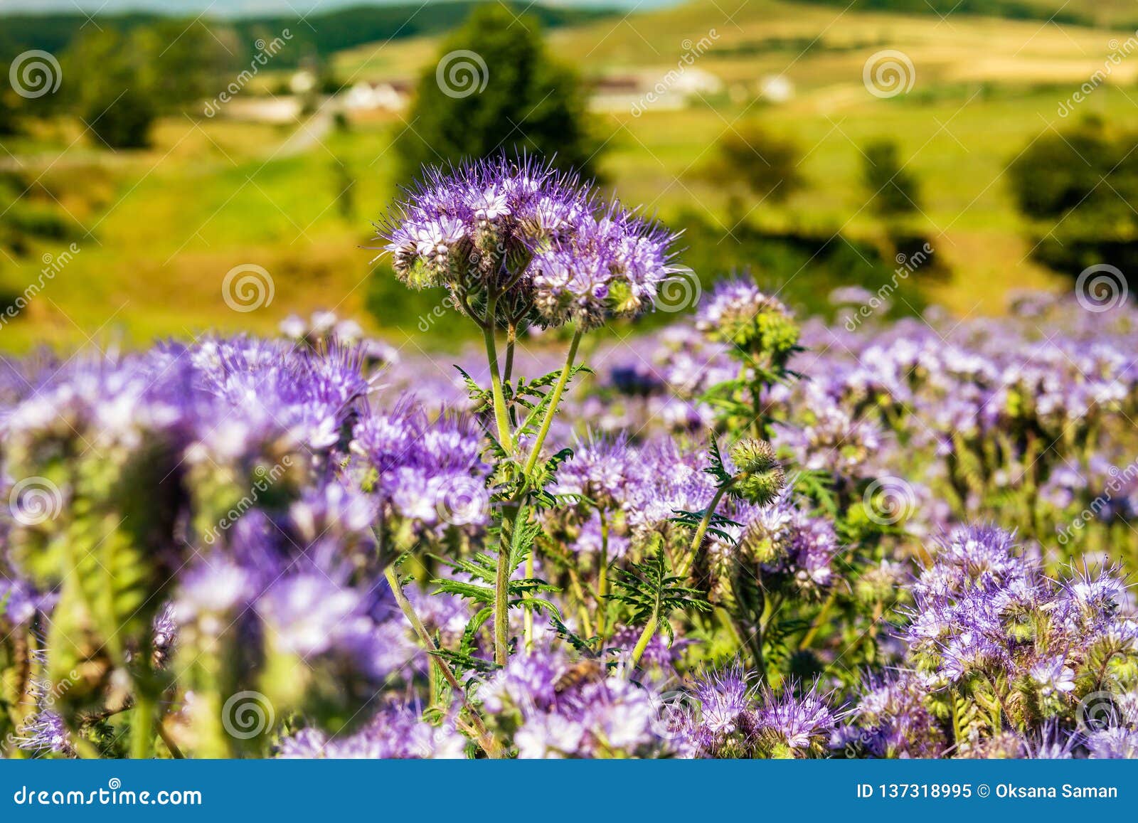 Beautiful Violet Field of Lavender Stock Image - Image of grass ...