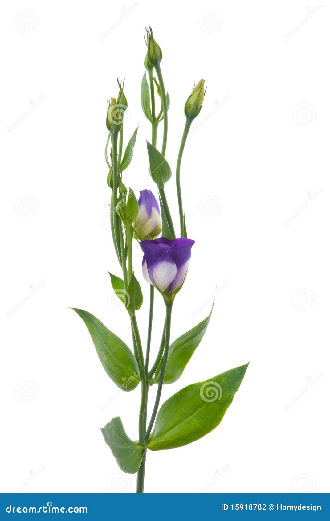 Beautiful violet flower stock photo. Image of decoration - 15918782