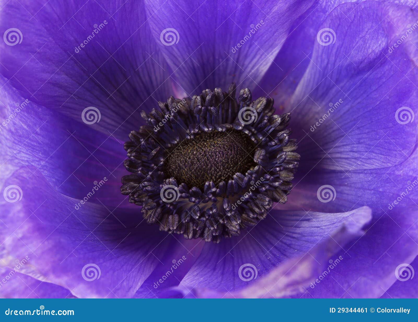 Beautiful Violet Flower Closeup Stock Image - Image of natural, drops ...