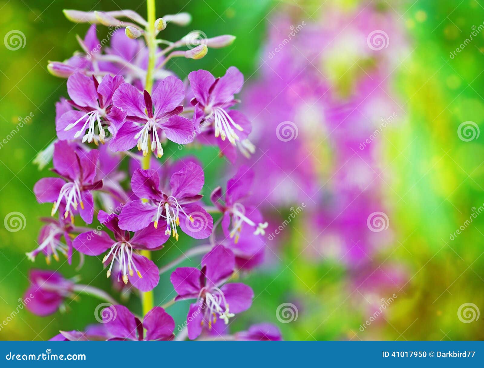 Beautiful violet flower stock photo. Image of bokeh, floral - 41017950