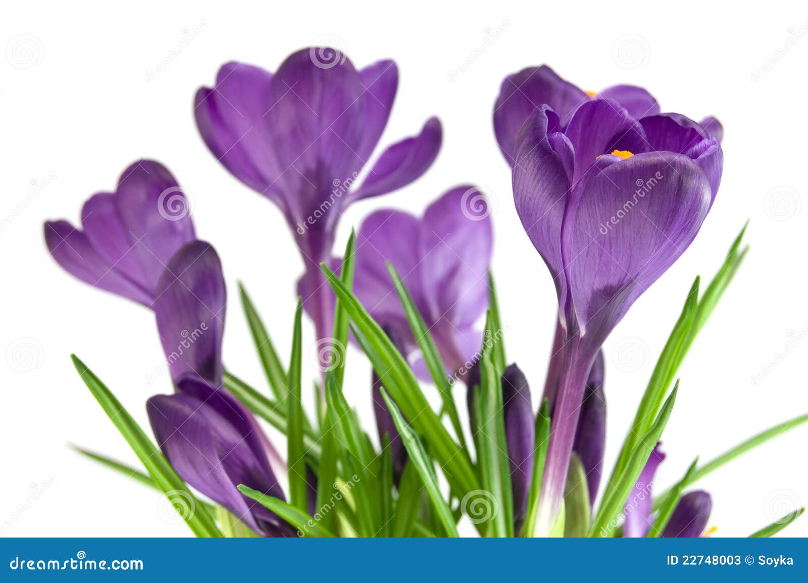 Beautiful Violet Flower Isolated on White Stock Image - Image of beauty ...