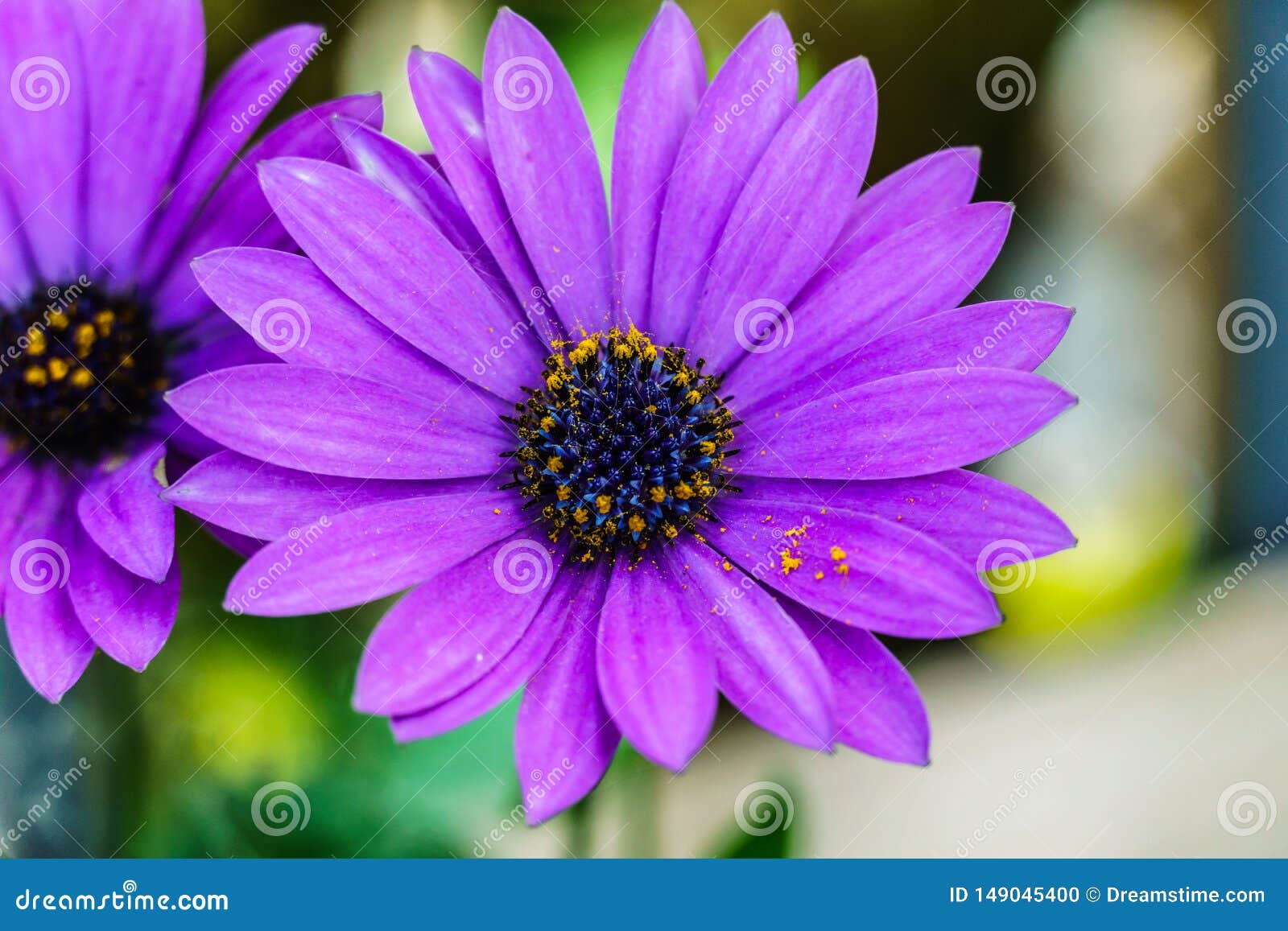 Beautiful Violet Flower, Macro Shot Editorial Image - Image of wave ...