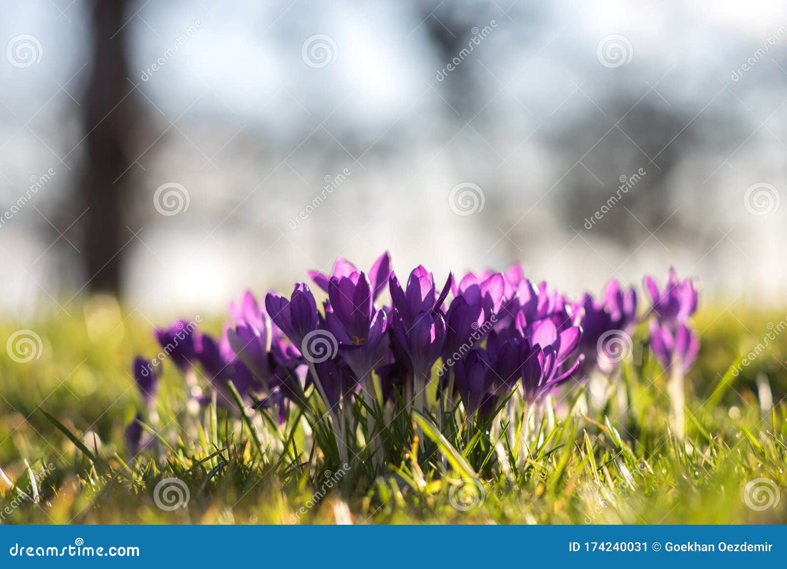 Beautiful violet flowers stock image. Image of leaf - 174240031