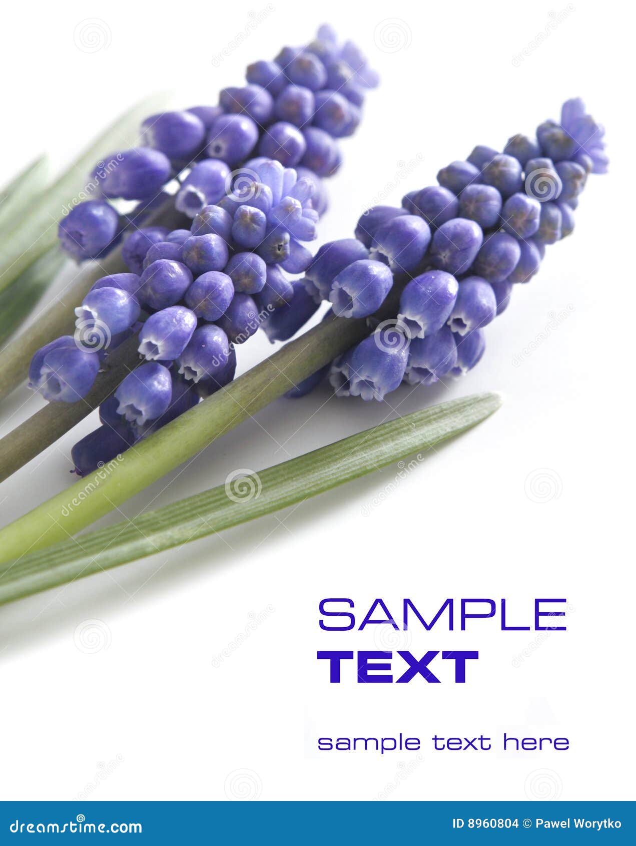 Beautiful violet flowers stock photo. Image of petals - 8960804