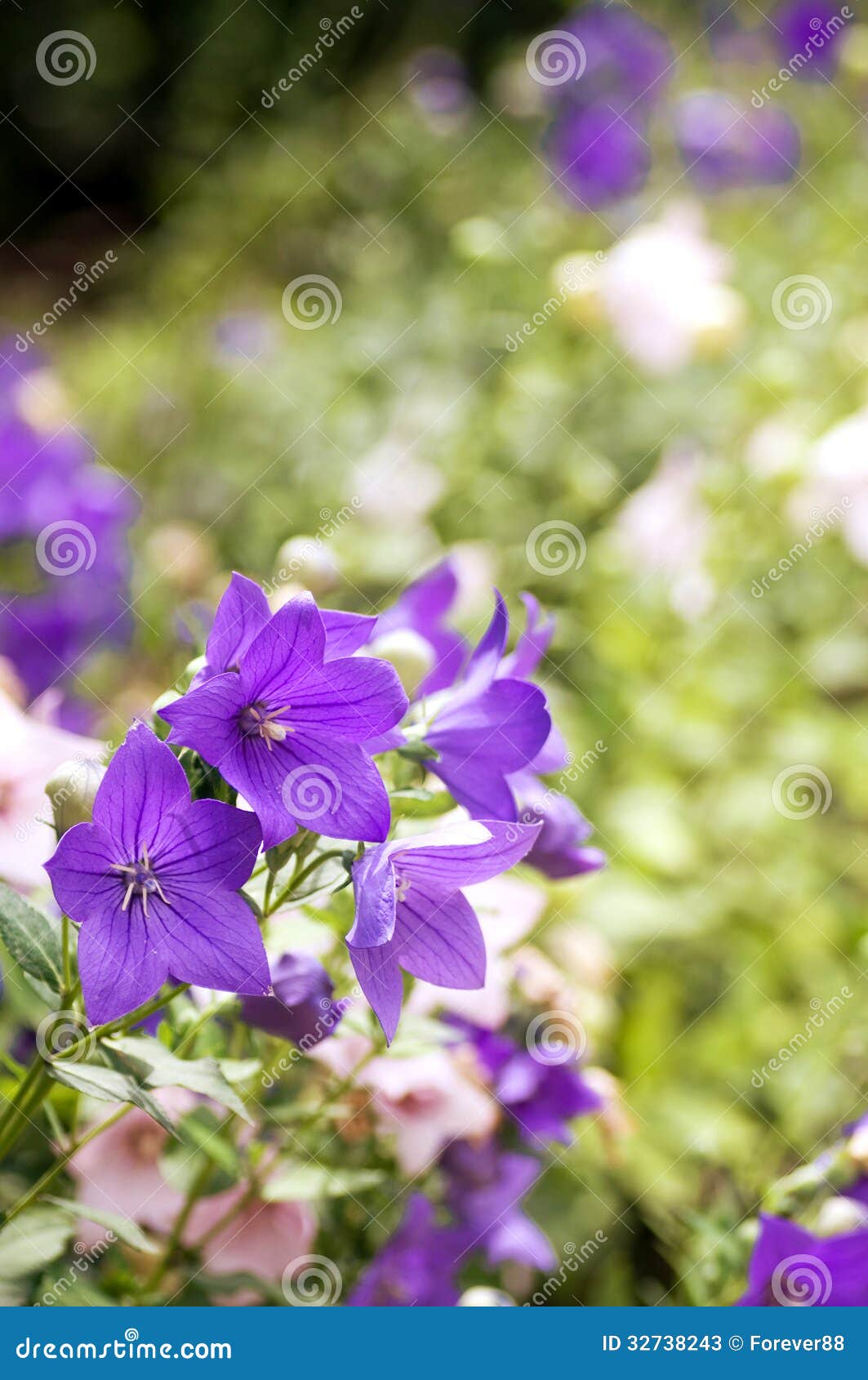 Beautiful violet flowers stock image. Image of floral - 32738243