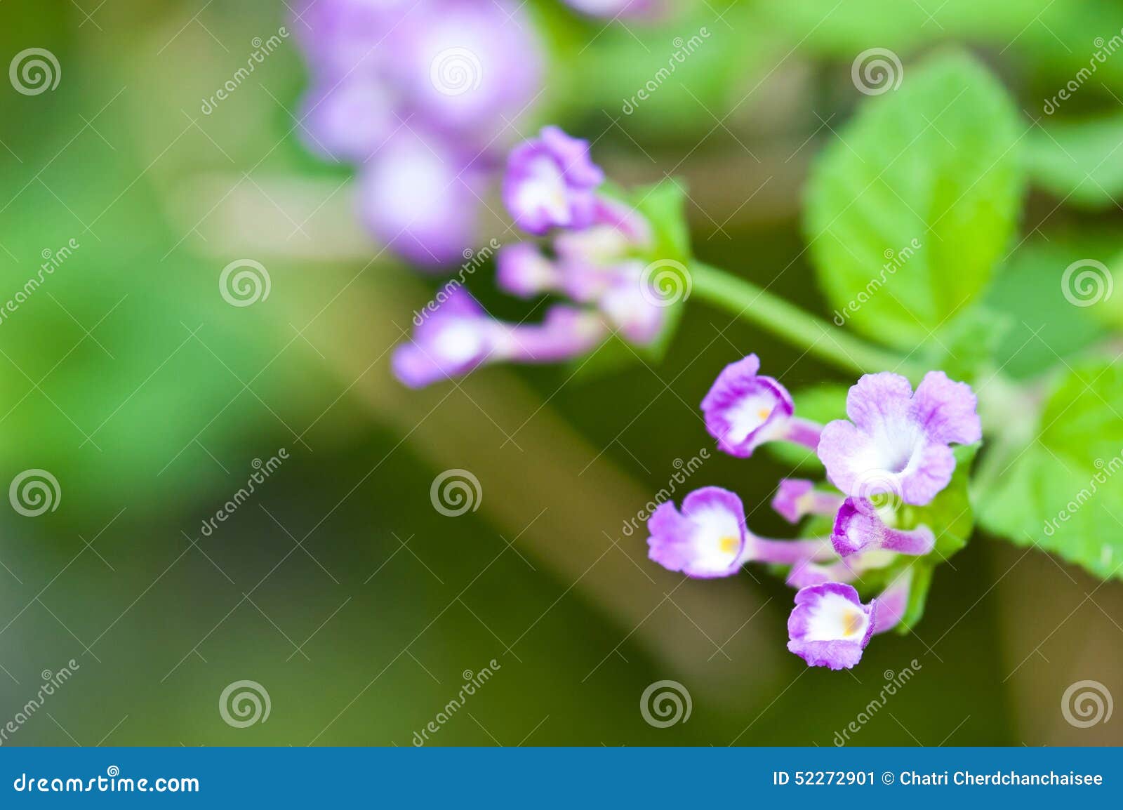 Beautiful Violet Flowers in Soft Focus Stock Image - Image of garden ...