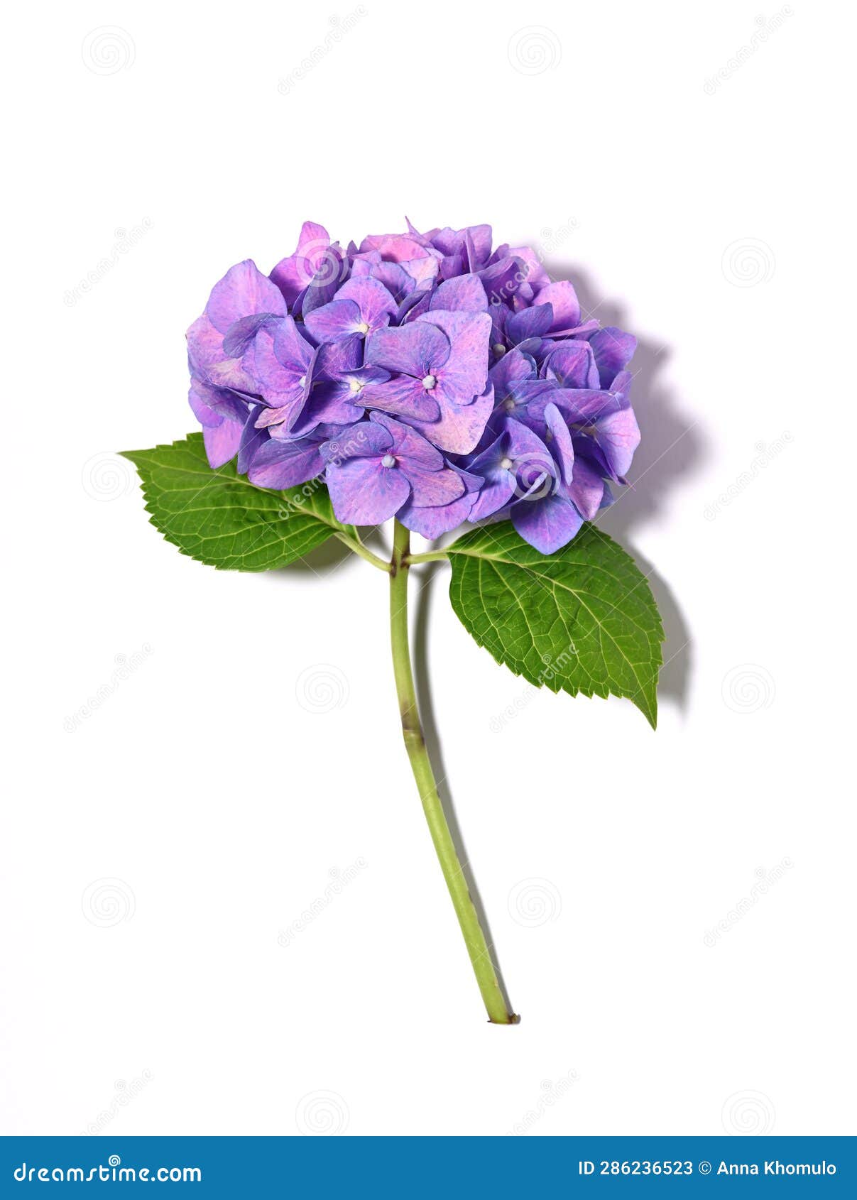 Beautiful violet hydrangea stock image. Image of flower - 286236523