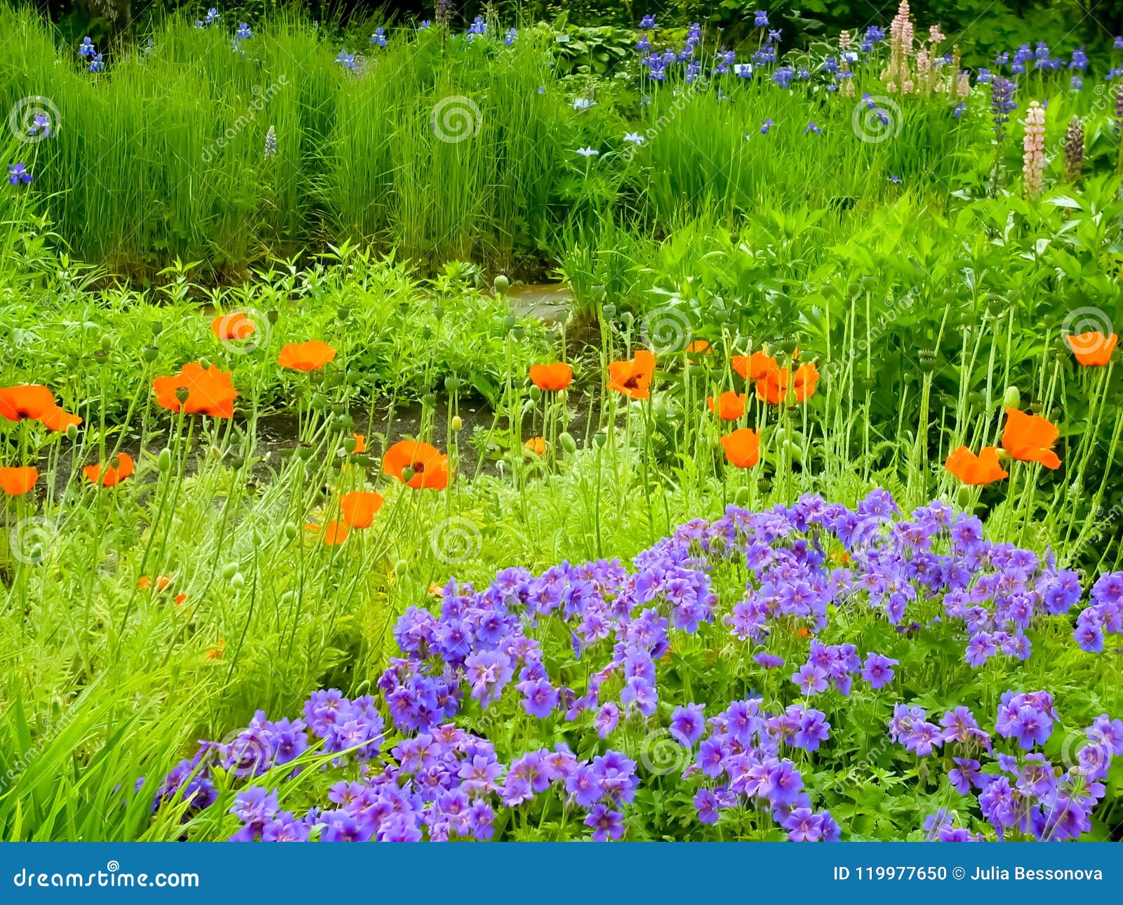 Summer time stock photo. Image of summer, violet, nature - 119977650