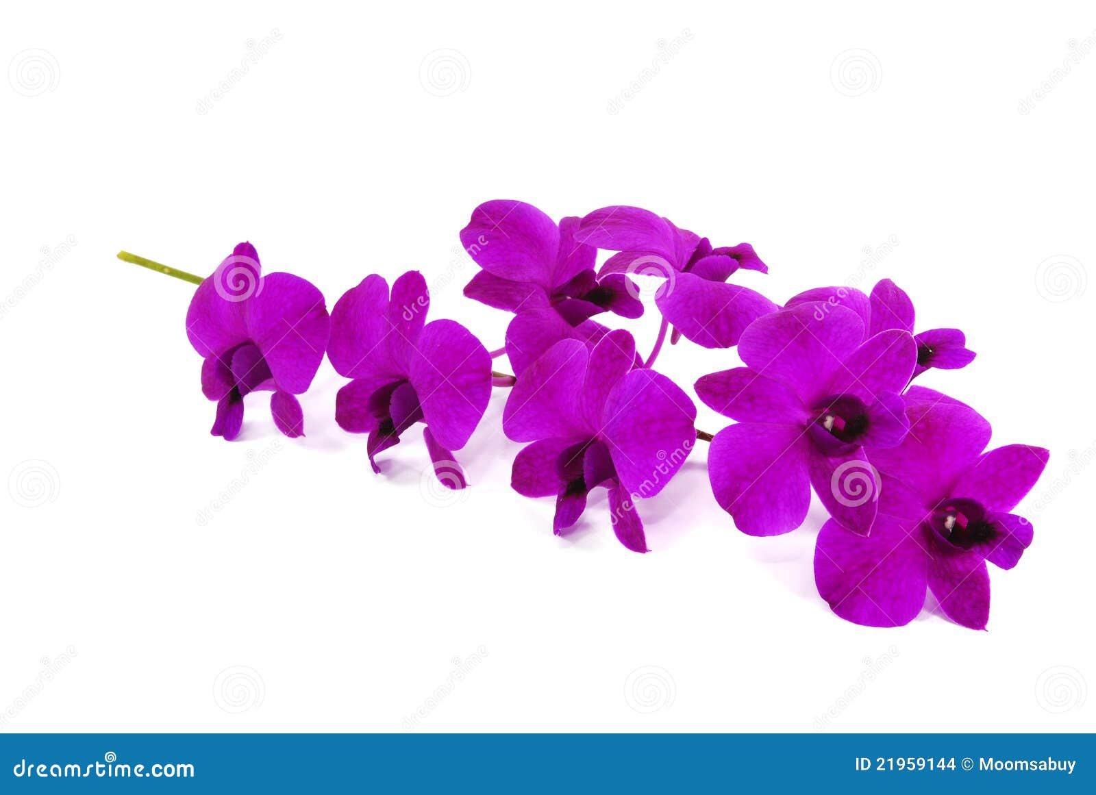 Beautiful violet orchid stock photo. Image of blooming - 21959144