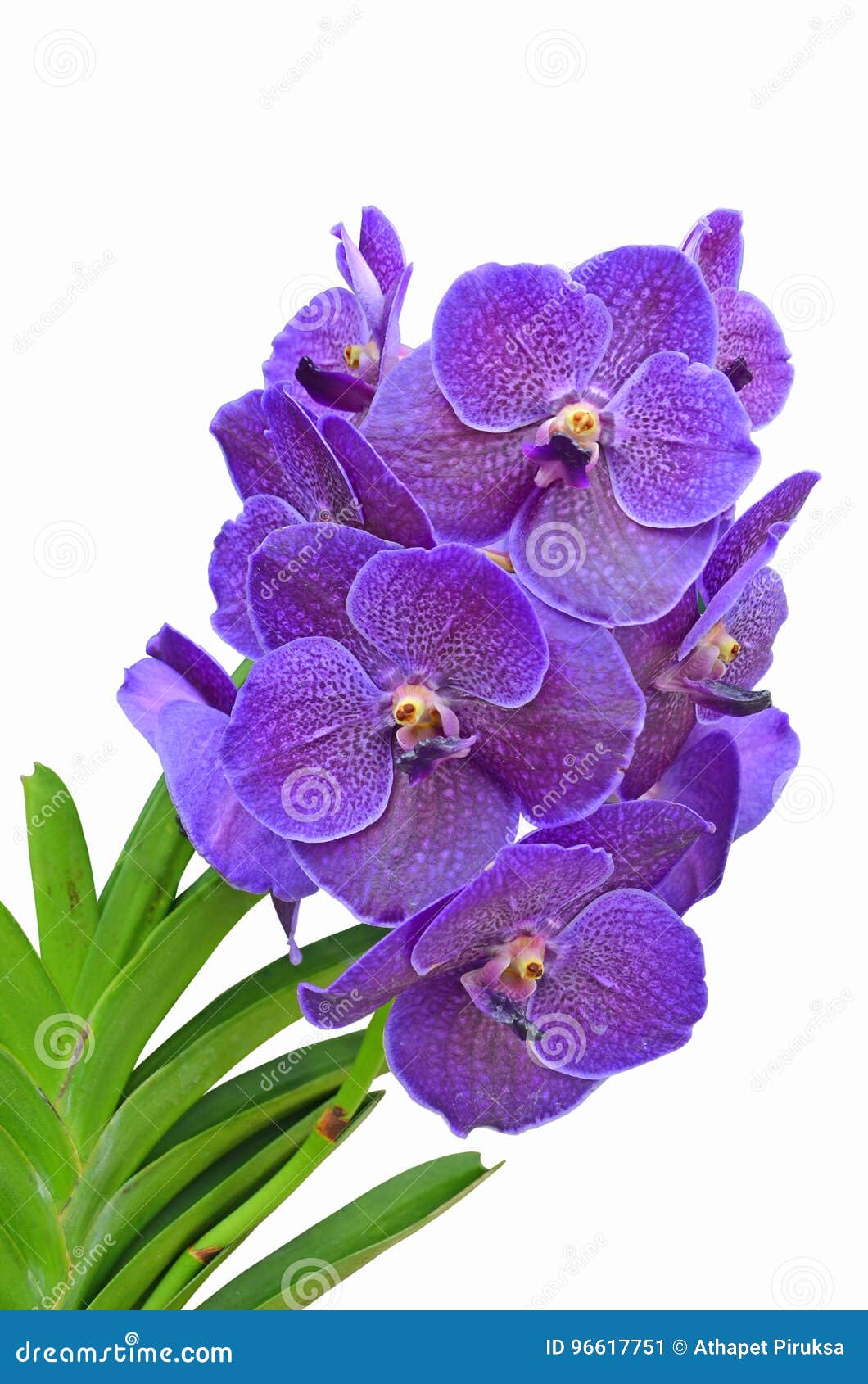 Beautiful Violet Orchid Flowers Stock Image - Image of pattern, flowers ...