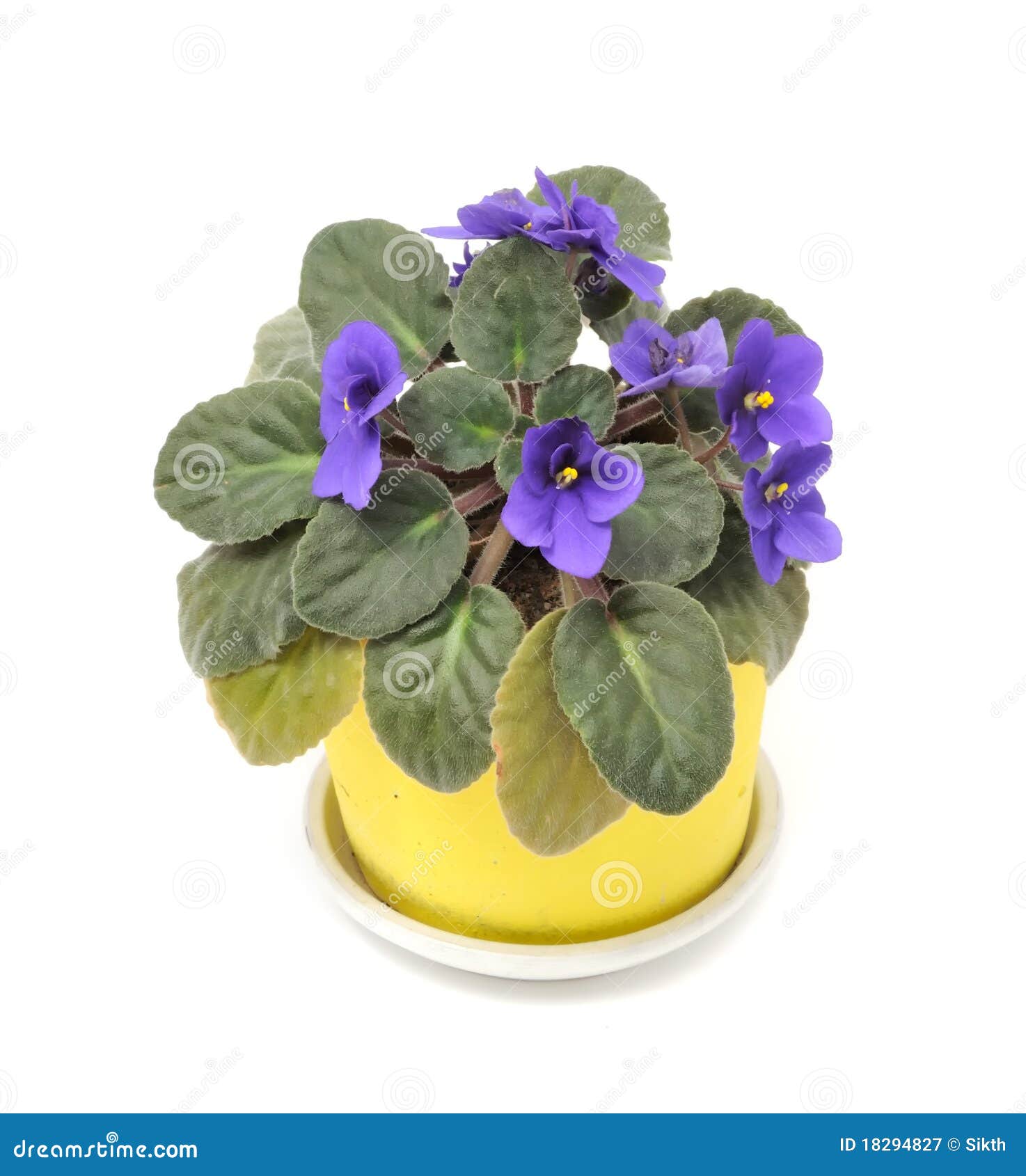 Beautiful Violet in Pot stock image. Image of flower - 18294827