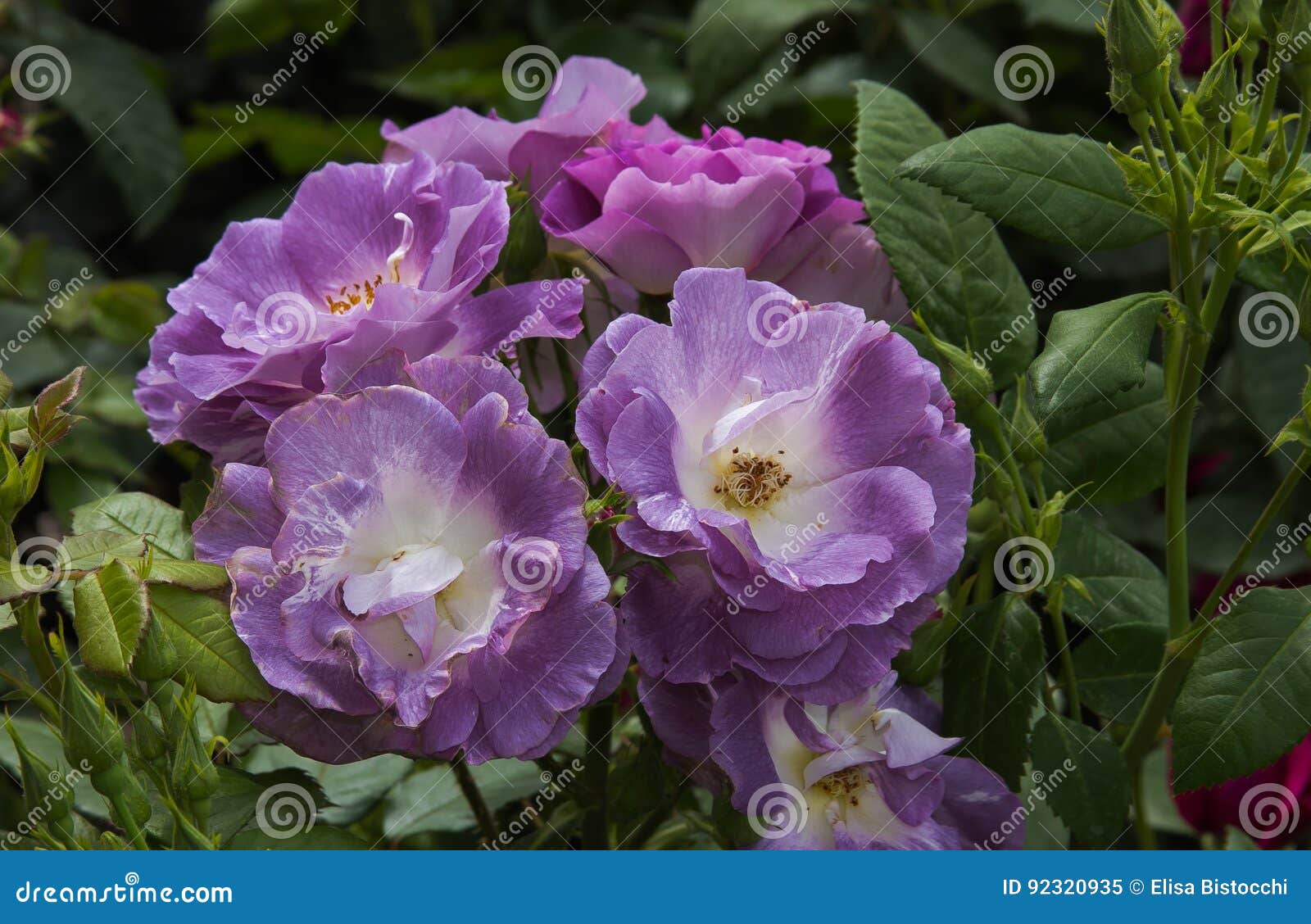 Beautiful Violet Roses in the Garden Stock Image - Image of nature ...