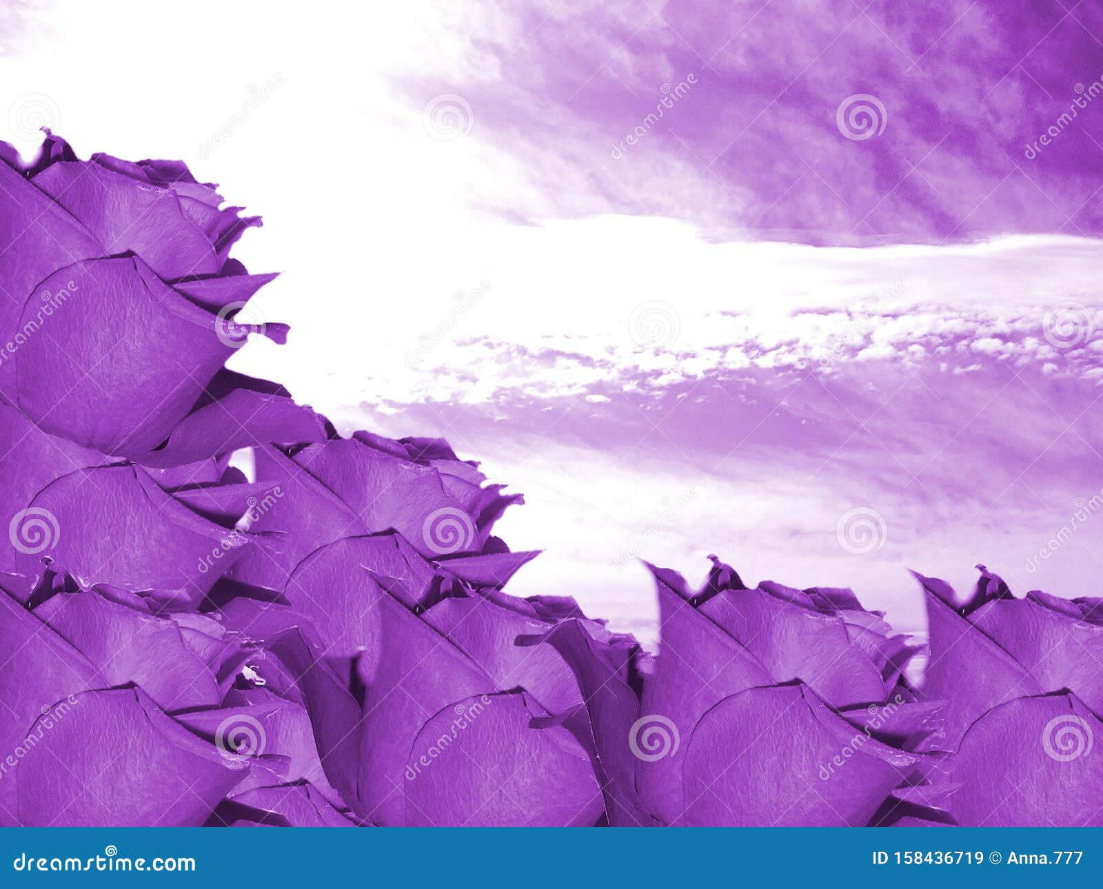 Beautiful violet roses. stock image. Image of sday, light - 158436719