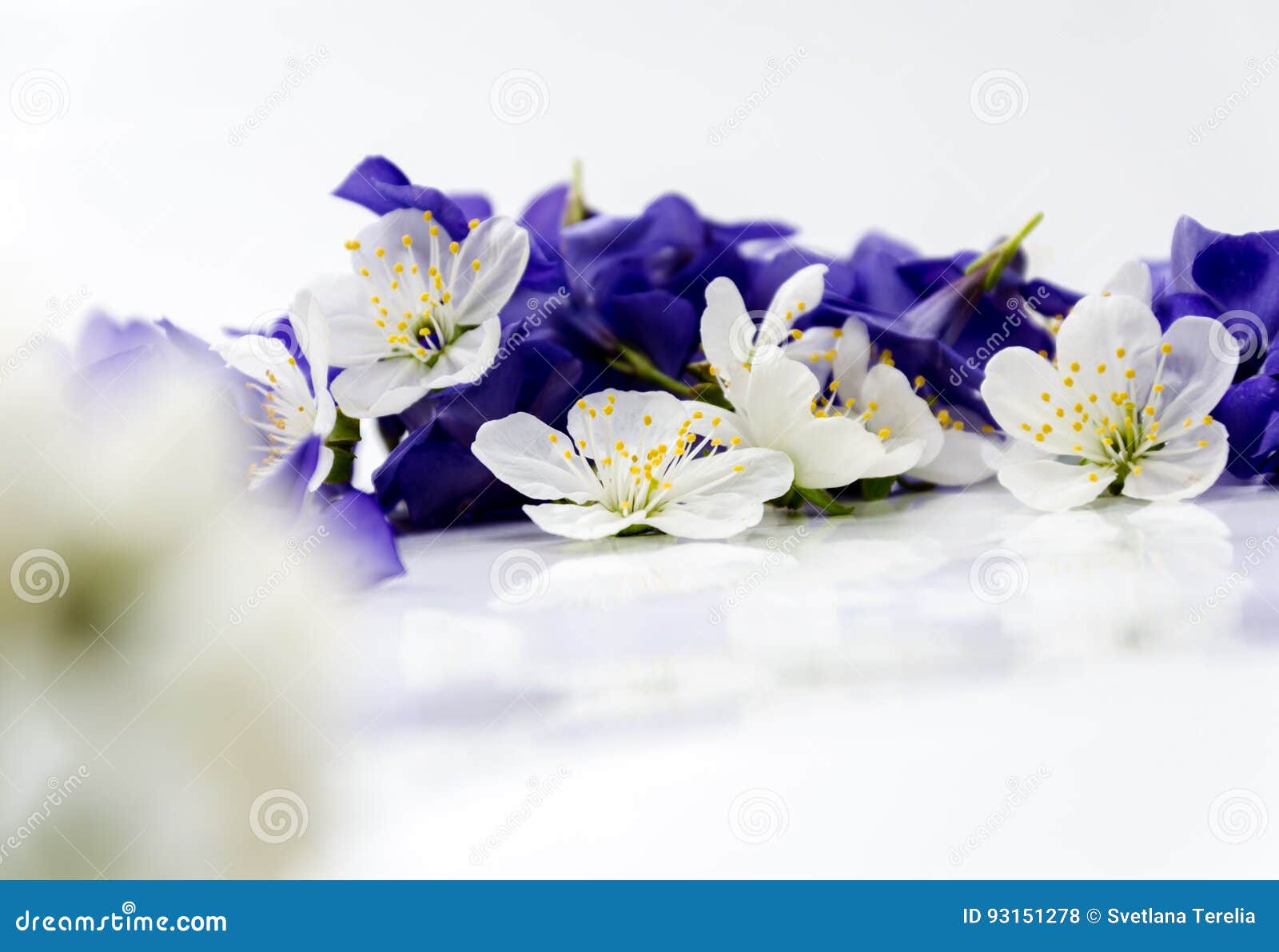 Beautiful Violet and White Flowers on a White Background. Colour Stock ...