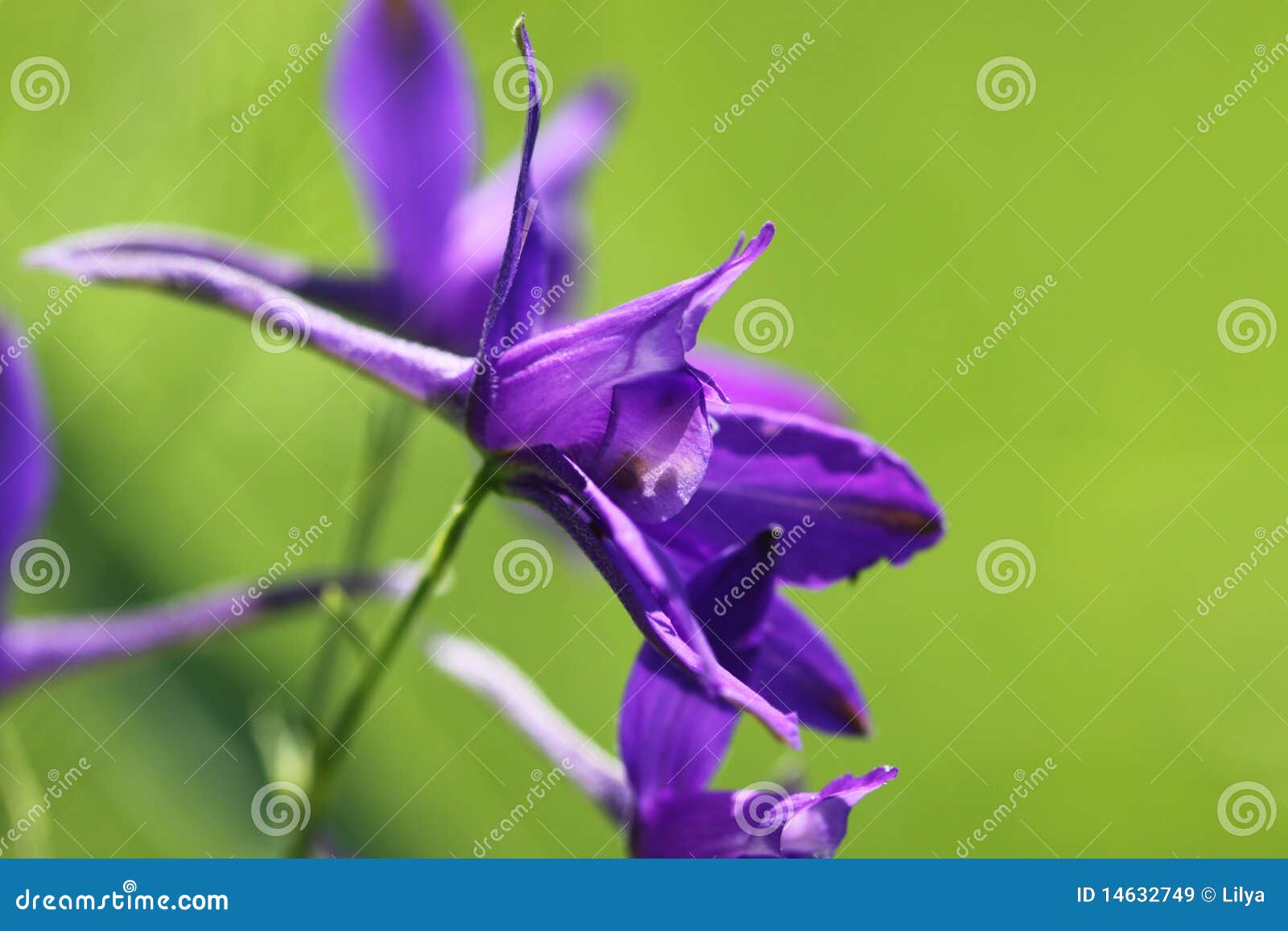 Beautiful Violet Wildflower, Macro Stock Image - Image of macro ...
