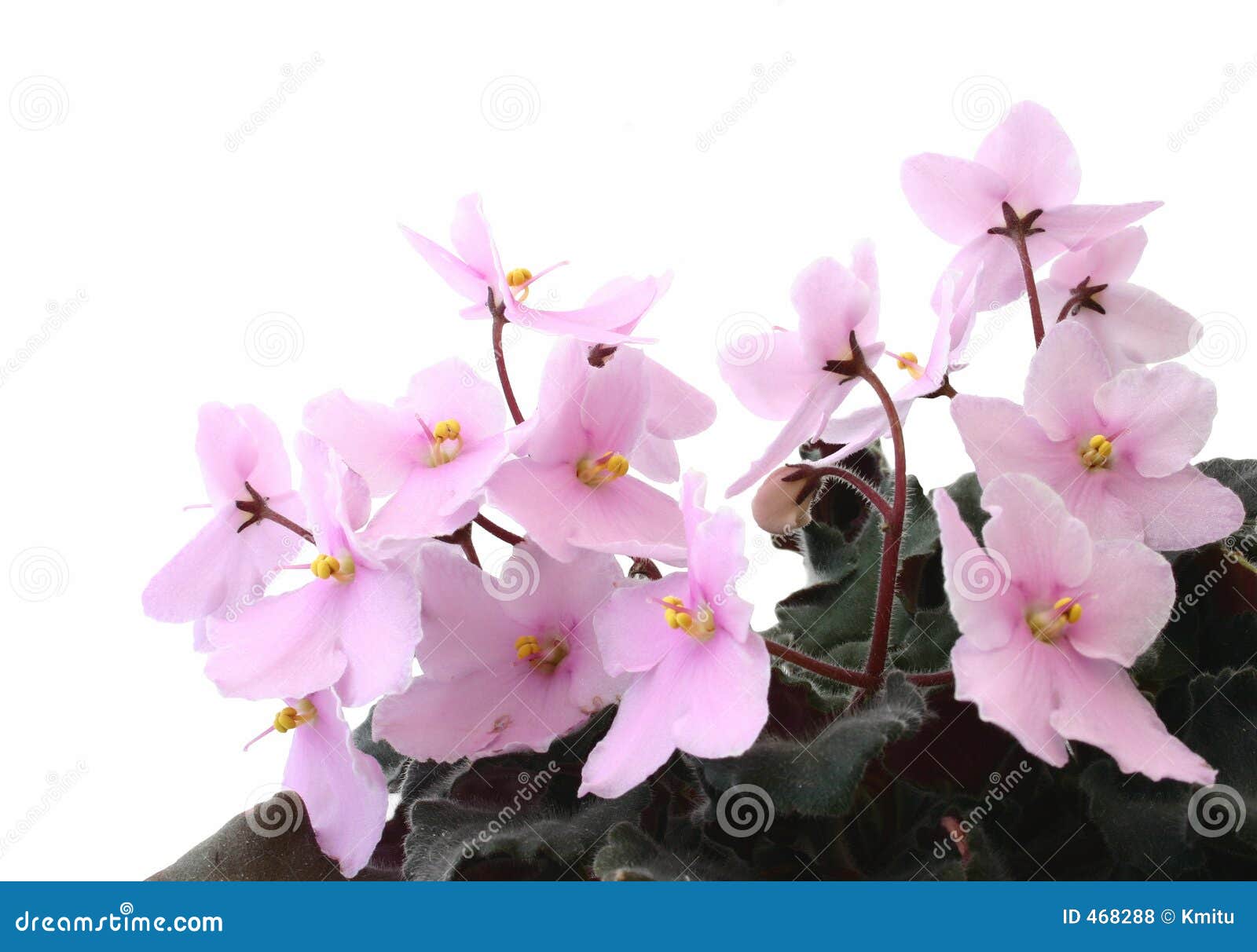 Beautiful violets stock photo. Image of nature, buds, isolation - 468288