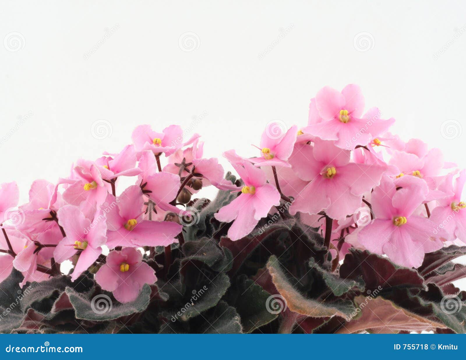 Beautiful violets stock photo. Image of isolate, flowering - 755718