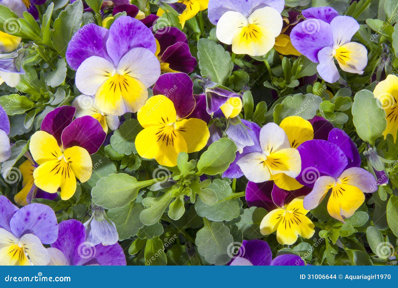 Beautiful violets stock photo. Image of tradition, arrangement - 31006644