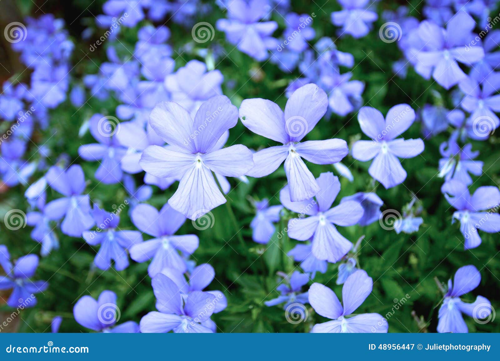 Beautiful violets meadow stock image. Image of petal - 48956447