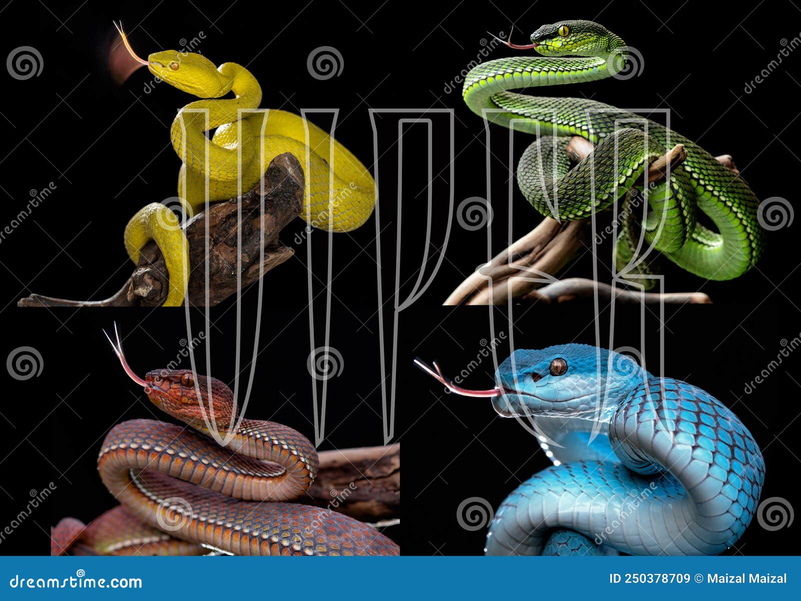 Beautiful Viper Snakes with Black Solid Background Stock Image - Image ...