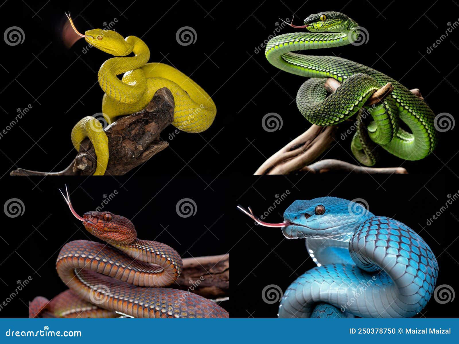 Viper Snakes Wallpapers