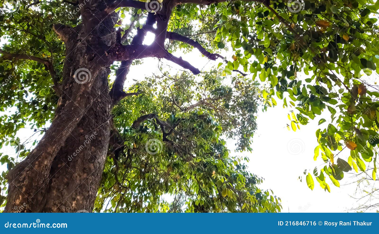 Beautiful Visual of High Tall Lush Green Tree. Stock Photo - Image of ...