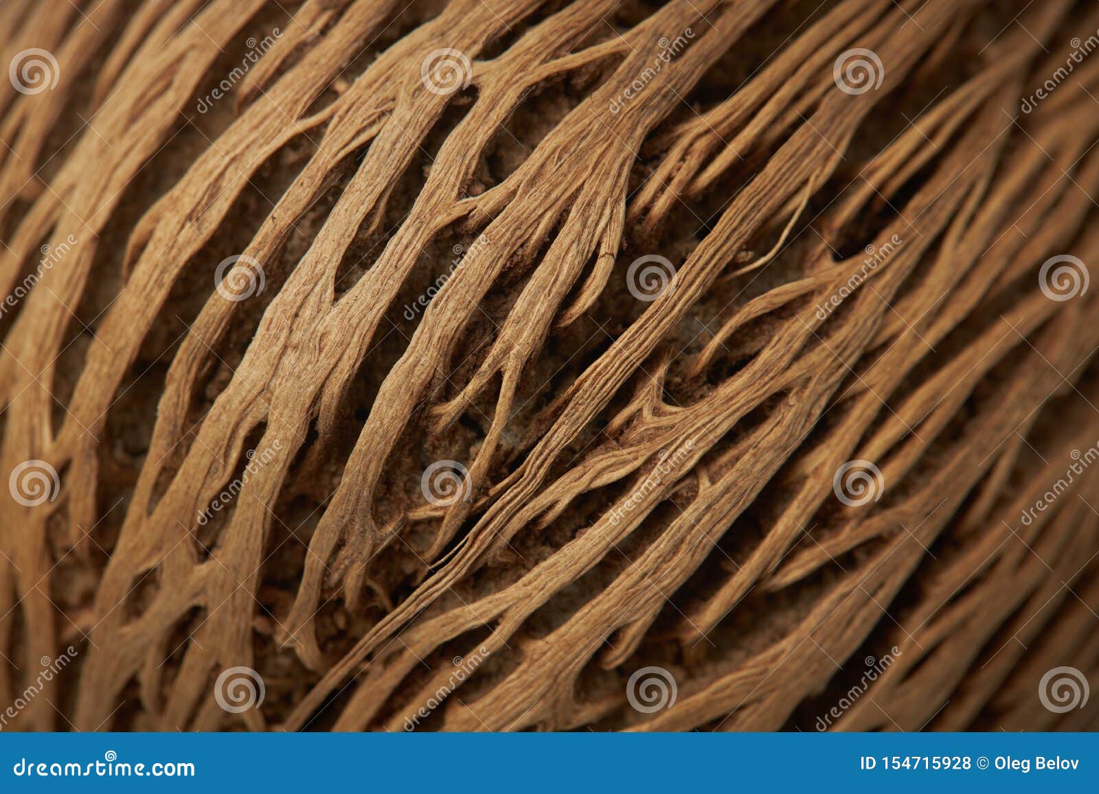 Beautiful Volumetric Texture of the Outer Shell of Coconut, Close-up ...