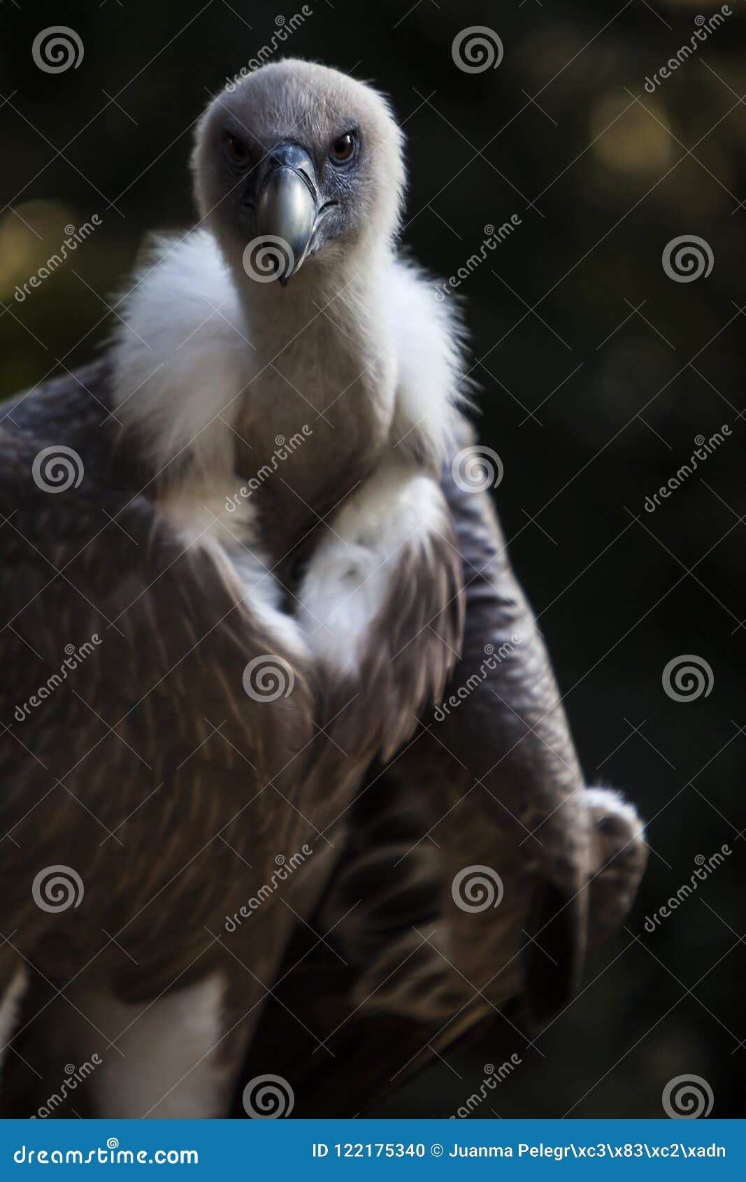Beautiful vulture stock photo. Image of brown, flight - 122175340