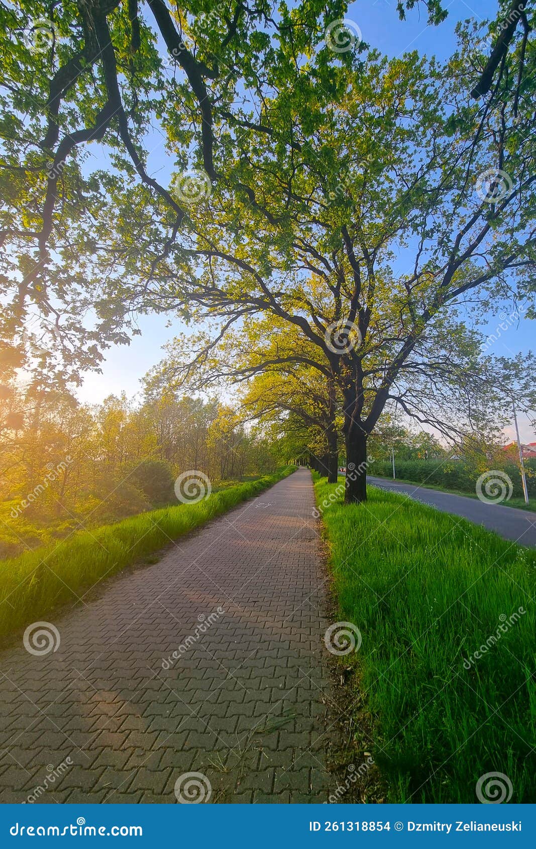 Beautiful Walking Path Along the Greenery and during Sunrise. Stock ...