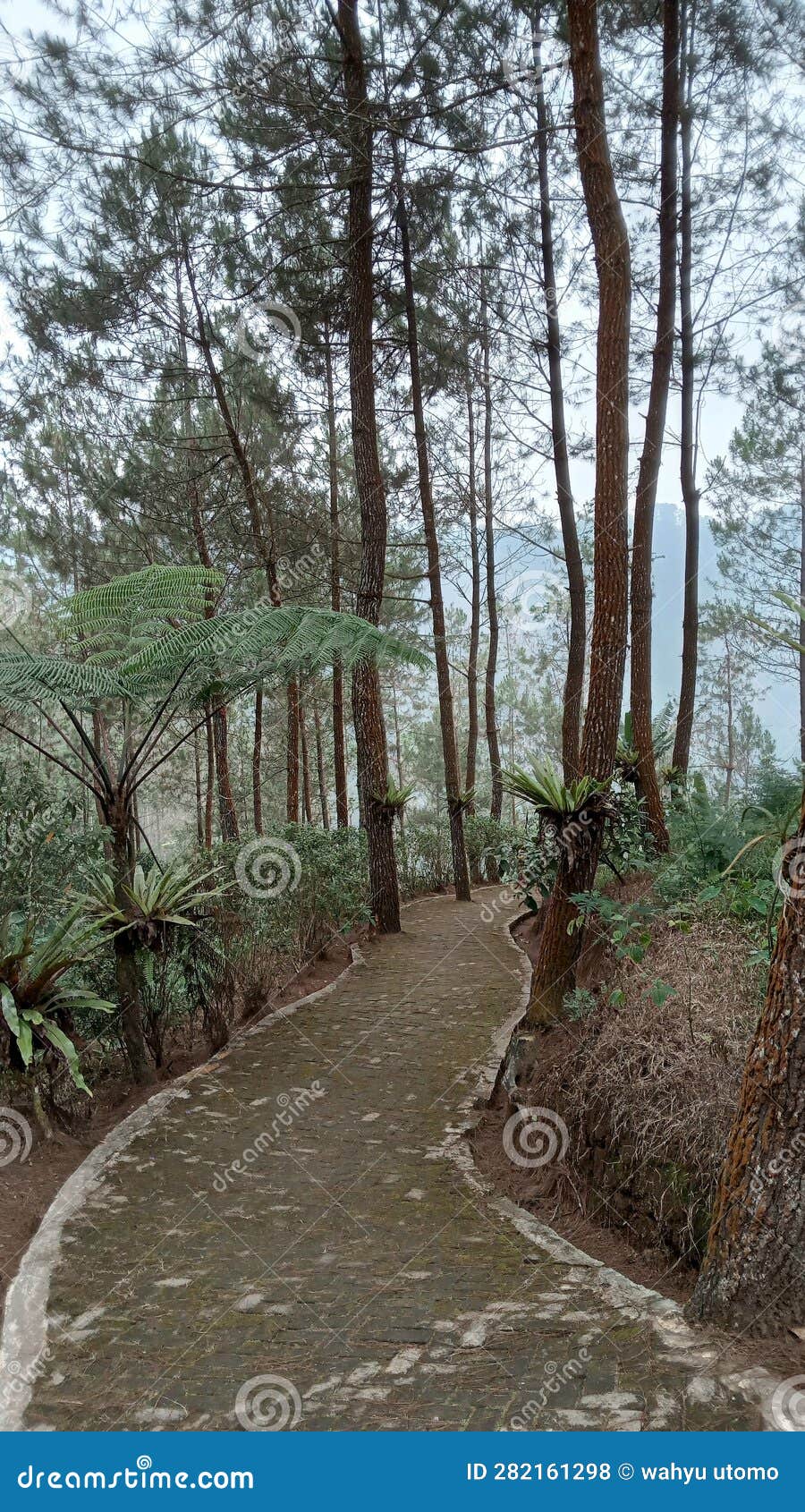 Beautiful walking path stock photo. Image of asia, wilderness - 282161298