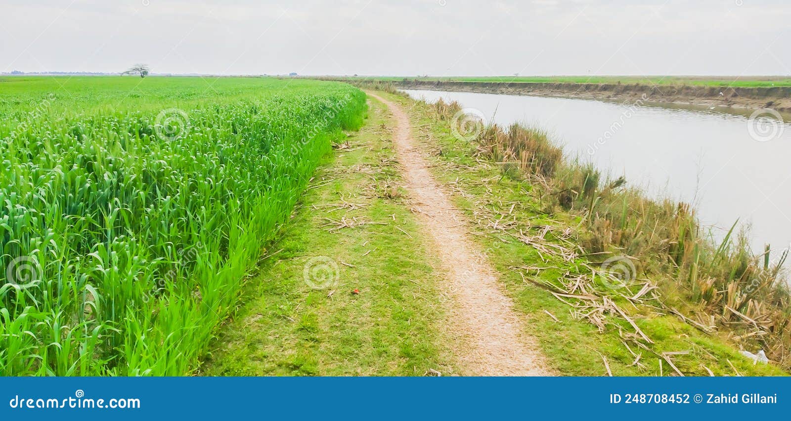 Beautiful Walking Track Passing through the Fields. Stock Photo - Image ...