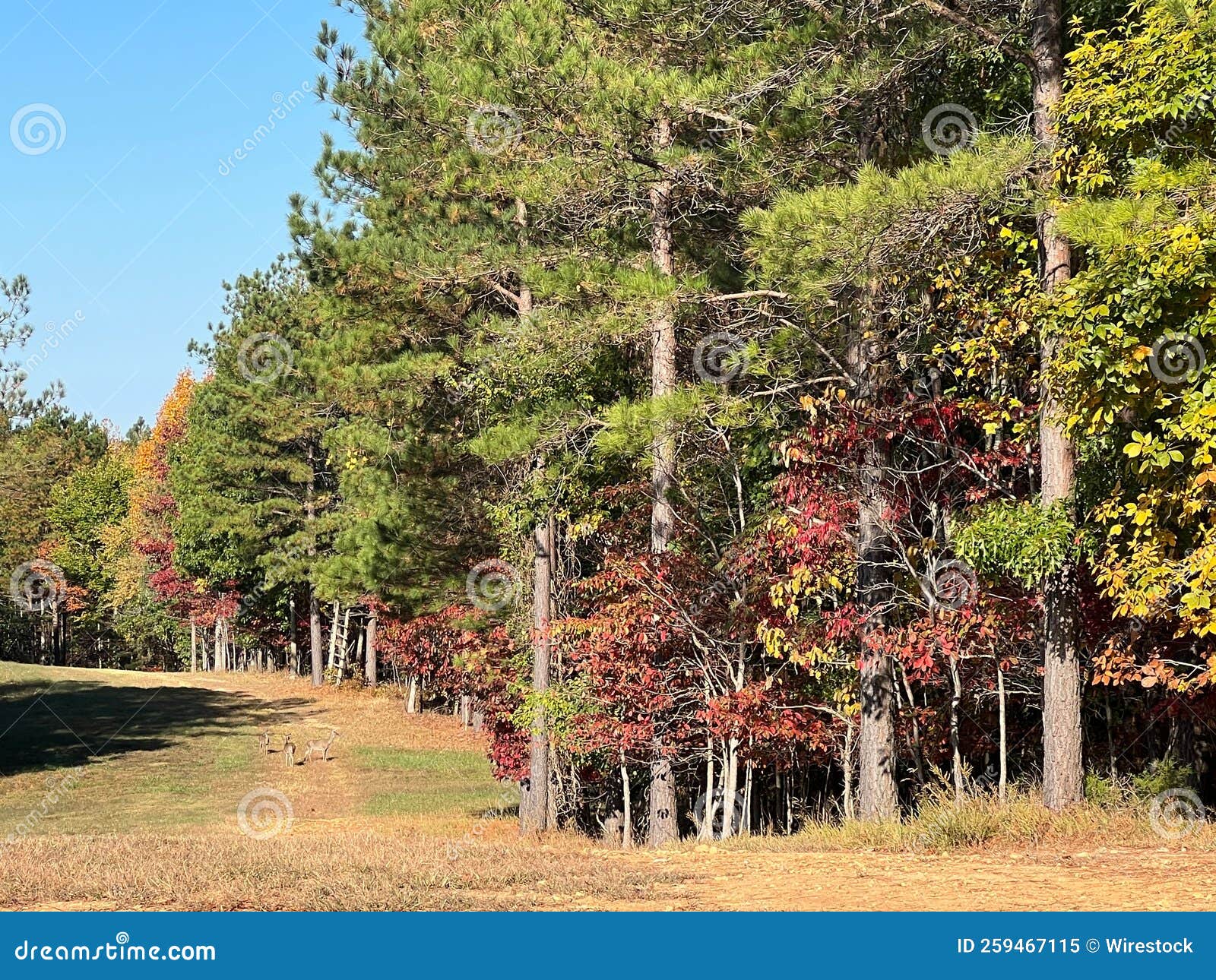 Beautiful Walking Trail through a Park with Autumn Trees Stock Image ...