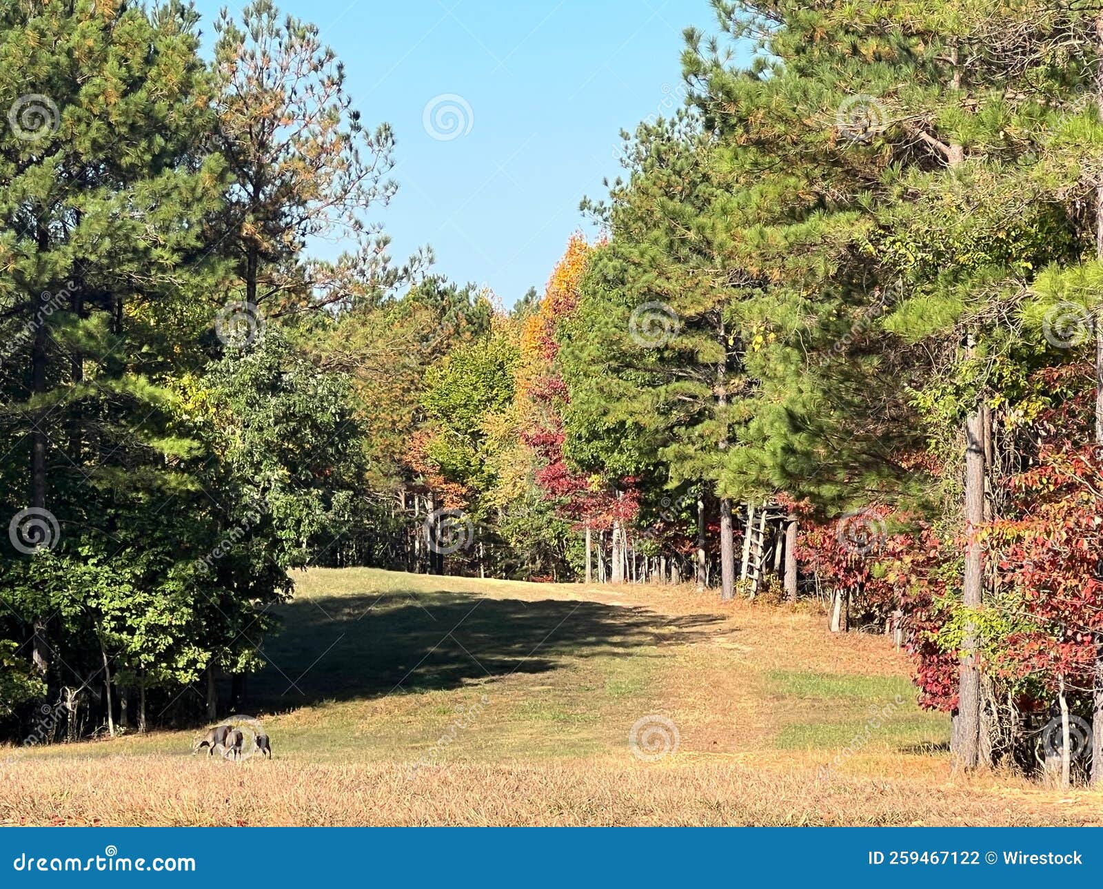 Beautiful Walking Trail through a Park with Autumn Trees Stock Photo ...