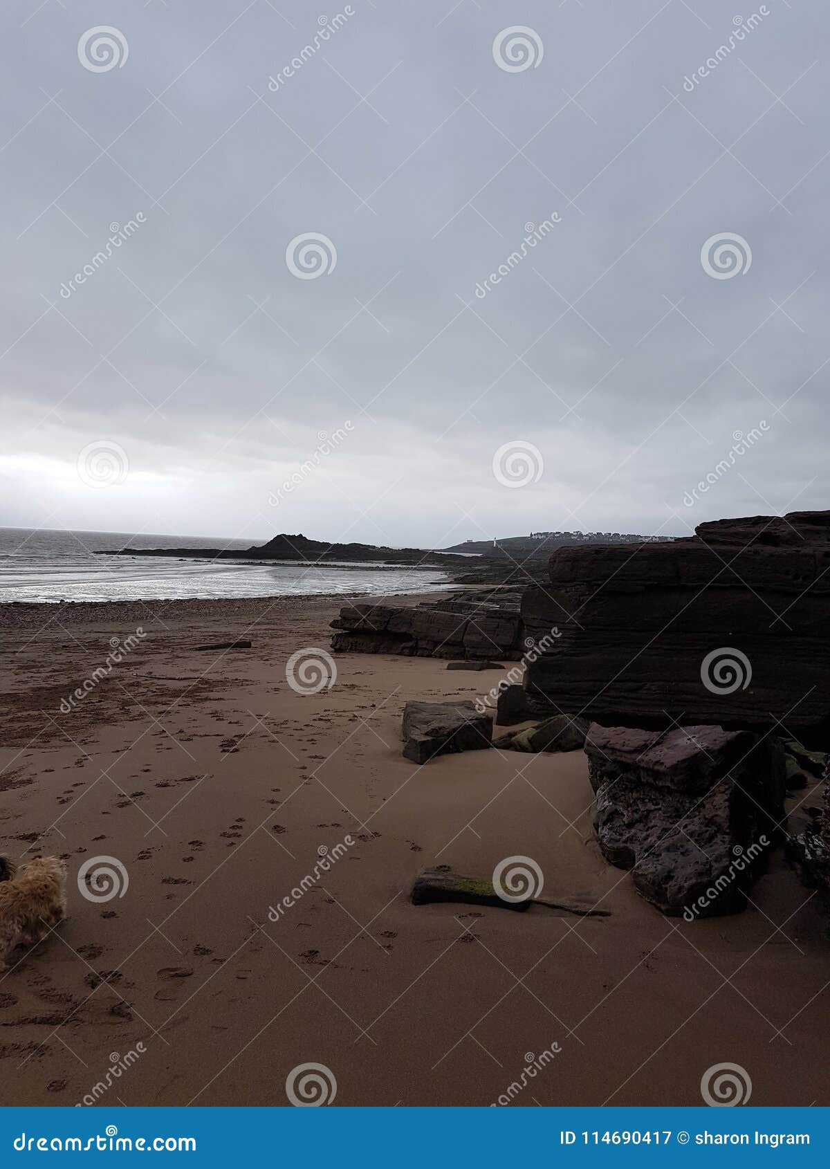 Bendricks stock image. Image of walks, like, local, time - 114690417