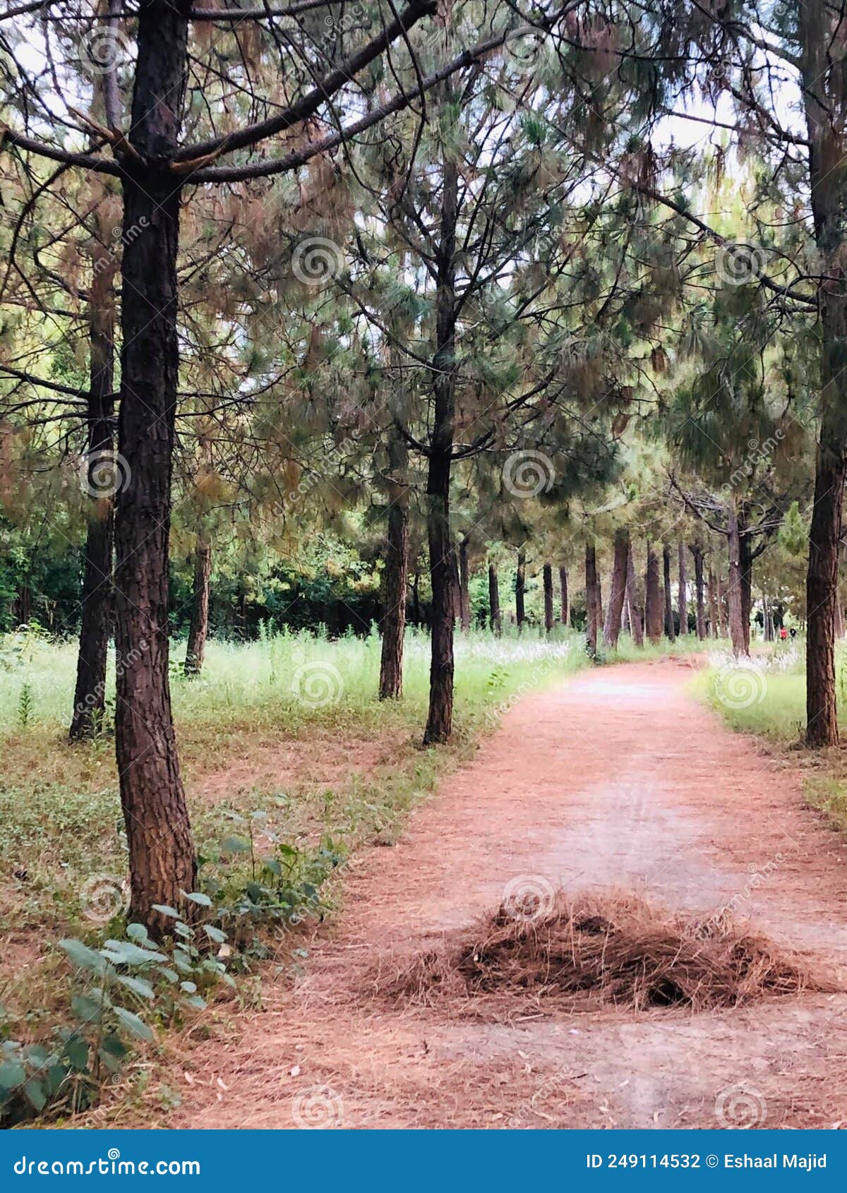 Pine Trees Walkthrough stock photo. Image of garden - 249114532